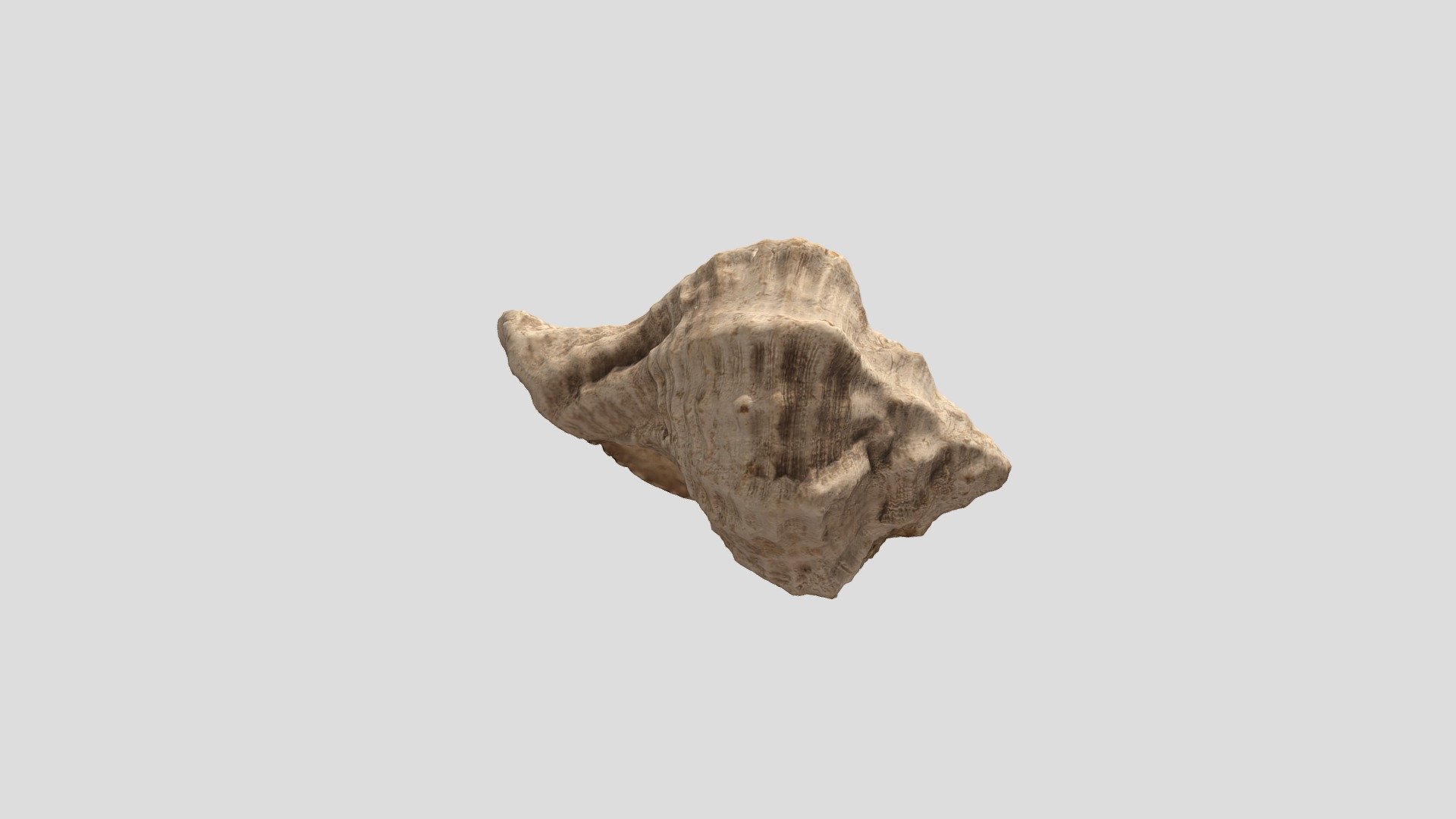 Marine Shell (Mesolithic Shell Midden) - 3D model by Carlos G-Noriega ...