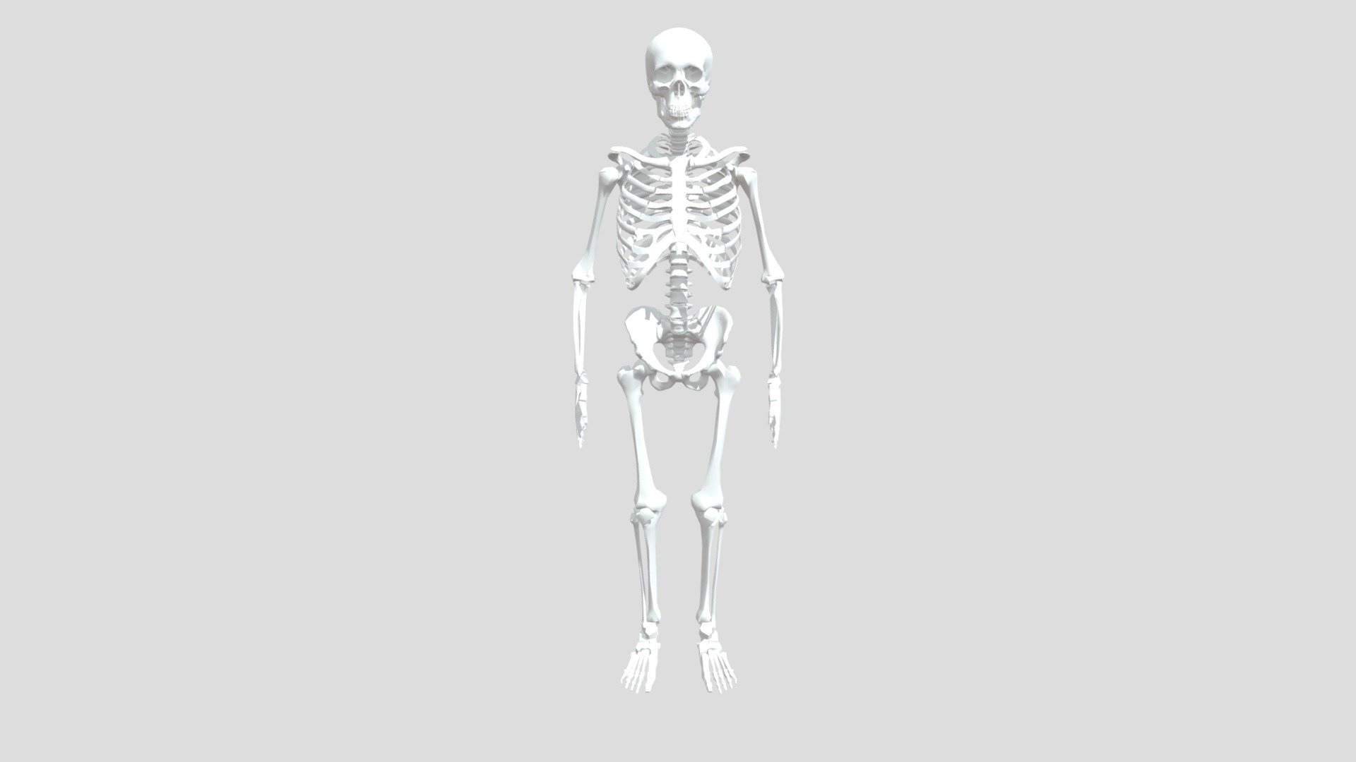 skeleton - 3D model by 2207931539 [497afaf] - Sketchfab