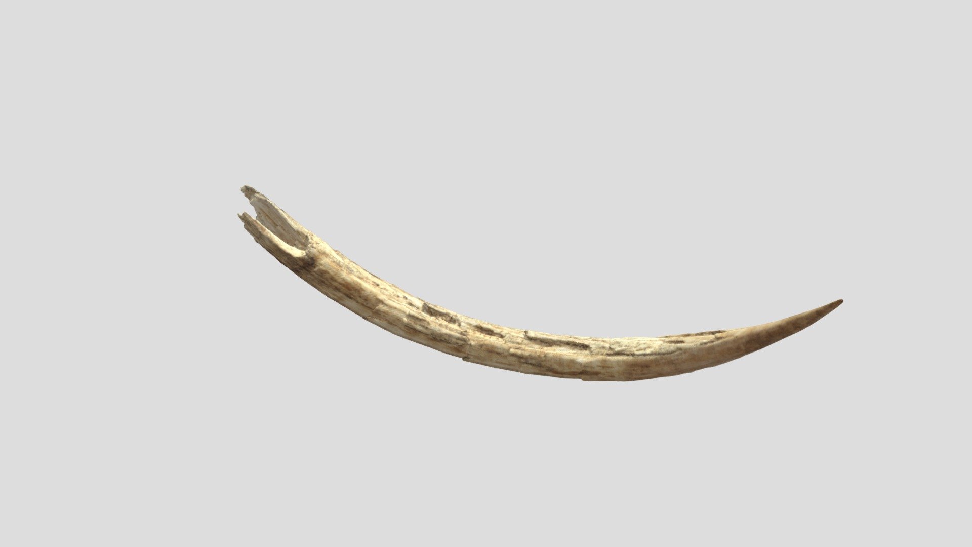 Holzman Mammoth Tusk Fragment (VCU_3D_5444) - Download Free 3D model by ...