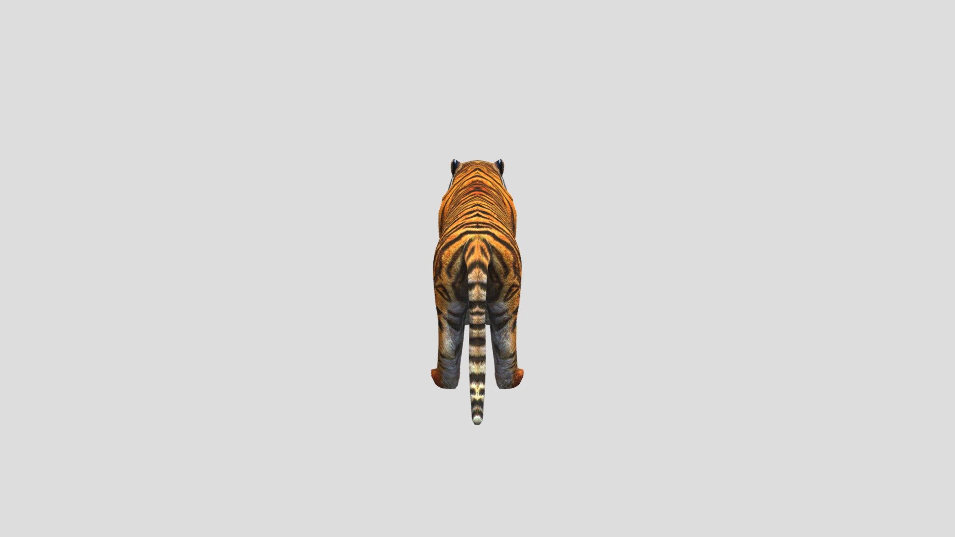Tiger-howl-v04 - Download Free 3D model by eyork4633 [498259e] - Sketchfab