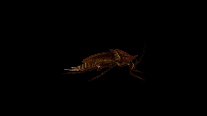 Radroach 3D models - Sketchfab