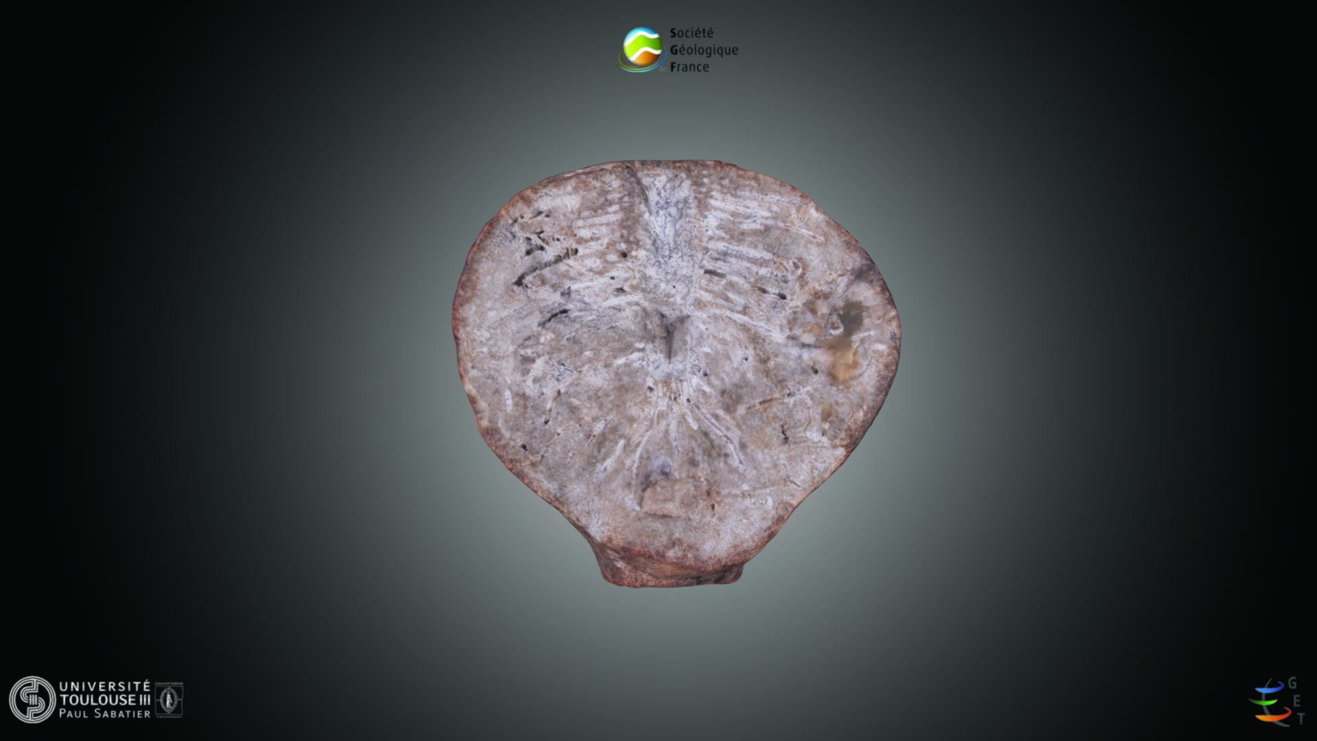 Porifere - Siphonia sp. - Download Free 3D model by Société Géologique ...