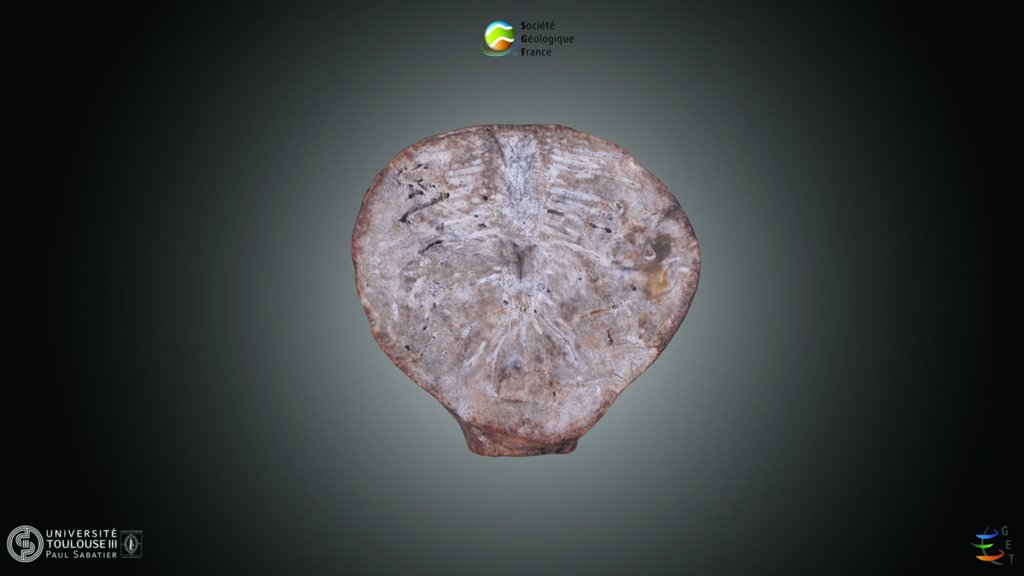 Fossil - A 3D model collection by baxterbaxter - Sketchfab