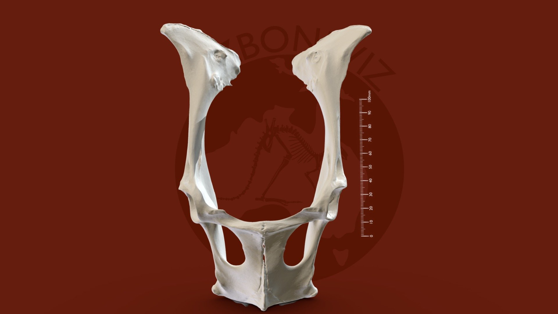 Domestic goat pelvis - 3D model by Ozboneviz [498b931] - Sketchfab
