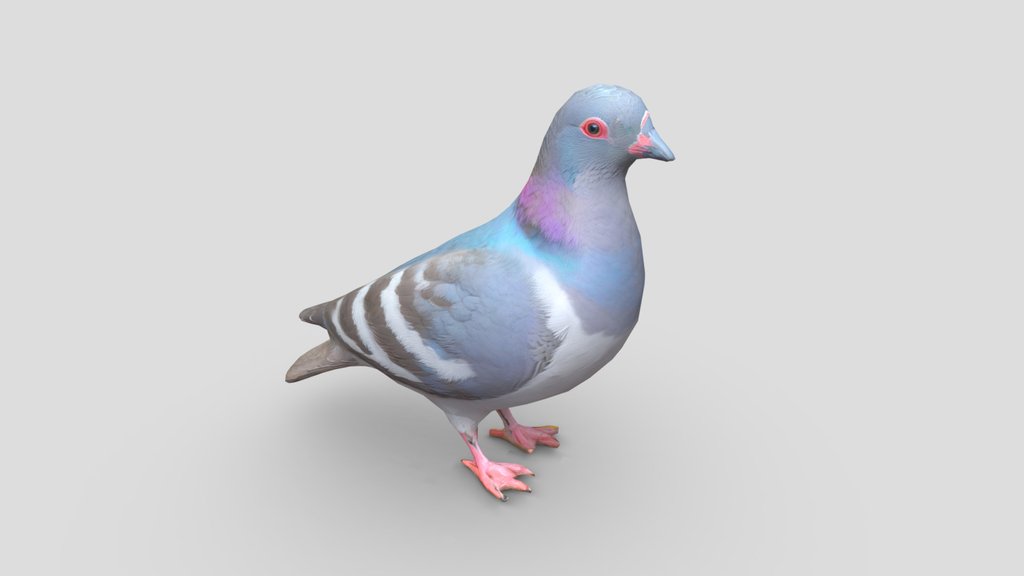 BIRD - A 3D model collection by amaaaago - Sketchfab