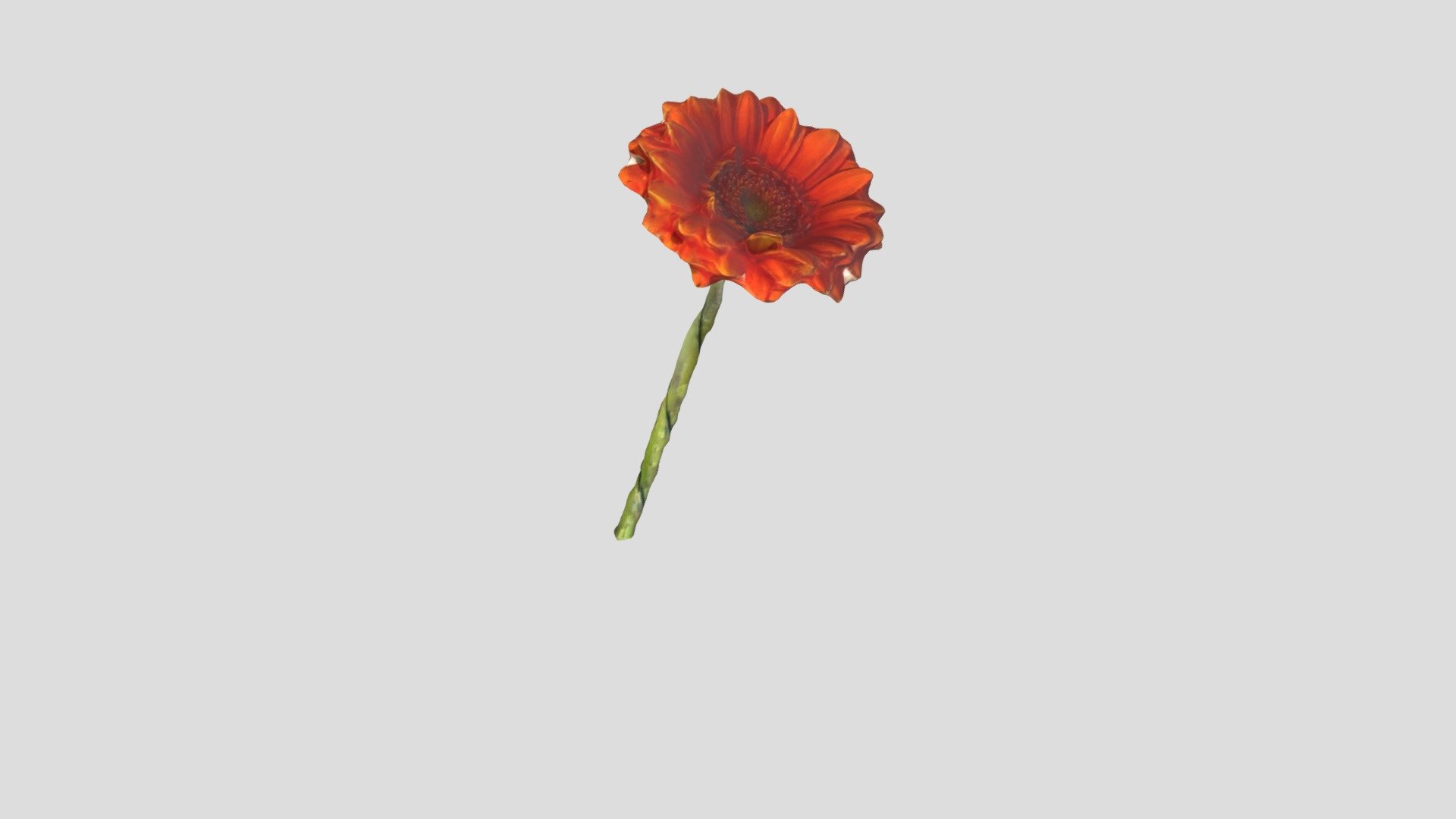 Gerbera - 3D model by ldrahnik [498eda4] - Sketchfab