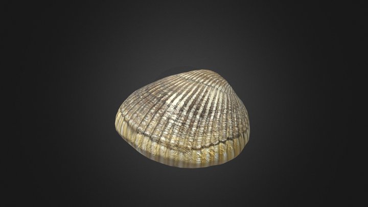 Clam 3D models - Sketchfab