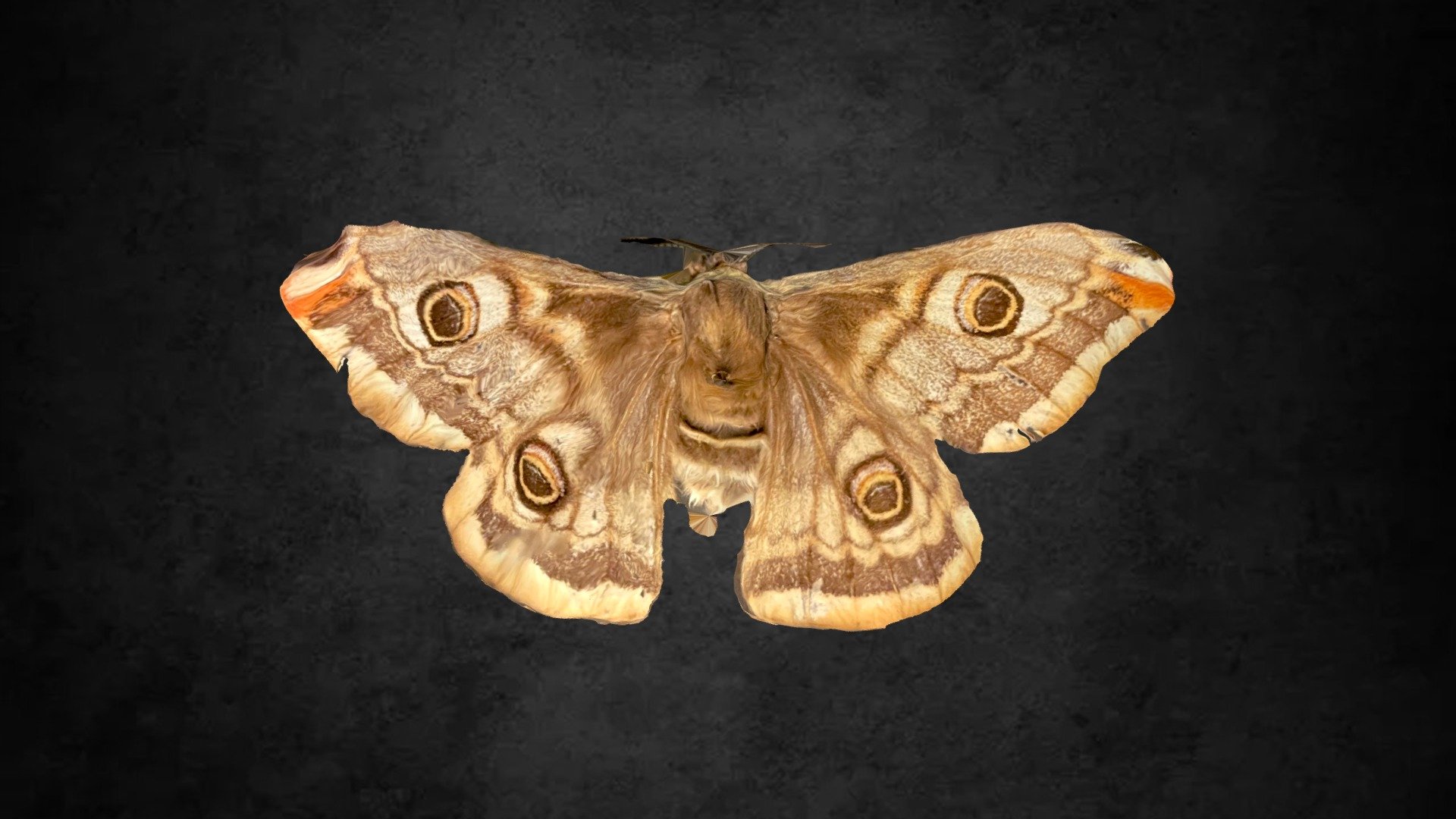 Emperor Moth - Download Free 3D model by The Watt Institution ...