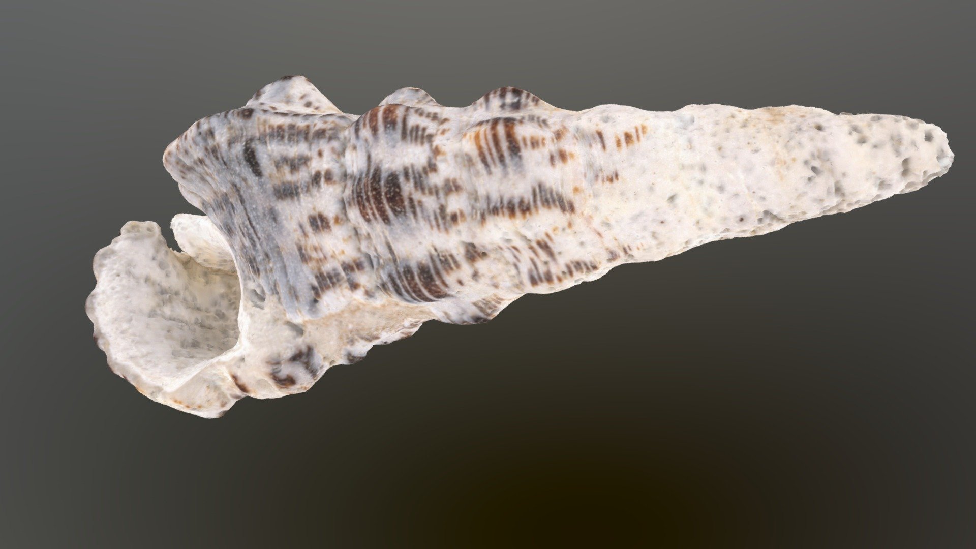 Photogrammetric Sea Shell 2 - 3D model by mh-99 [499644c] - Sketchfab