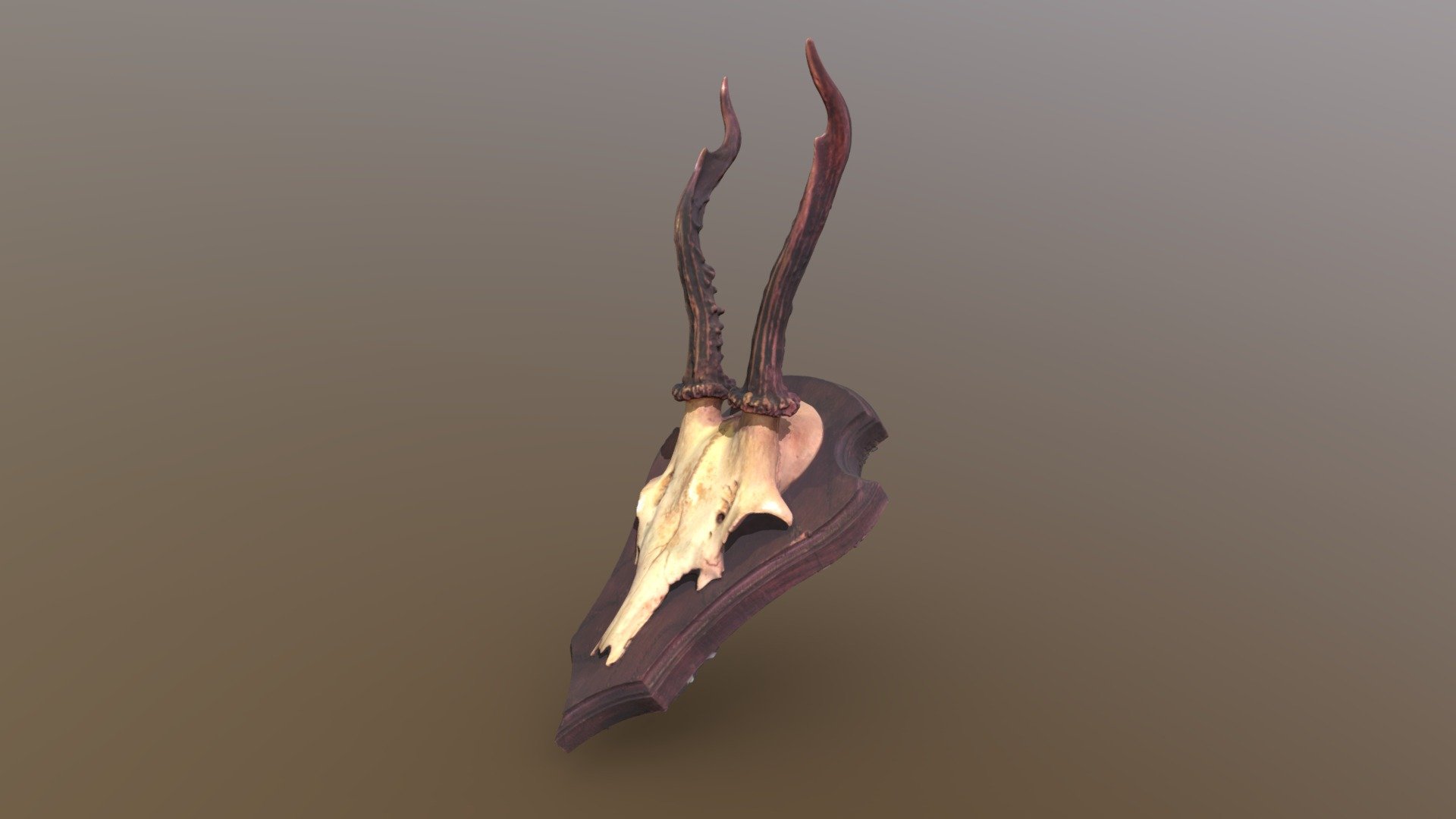 3D scan of a set of mounted deer antlers - Download Free 3D model by c ...
