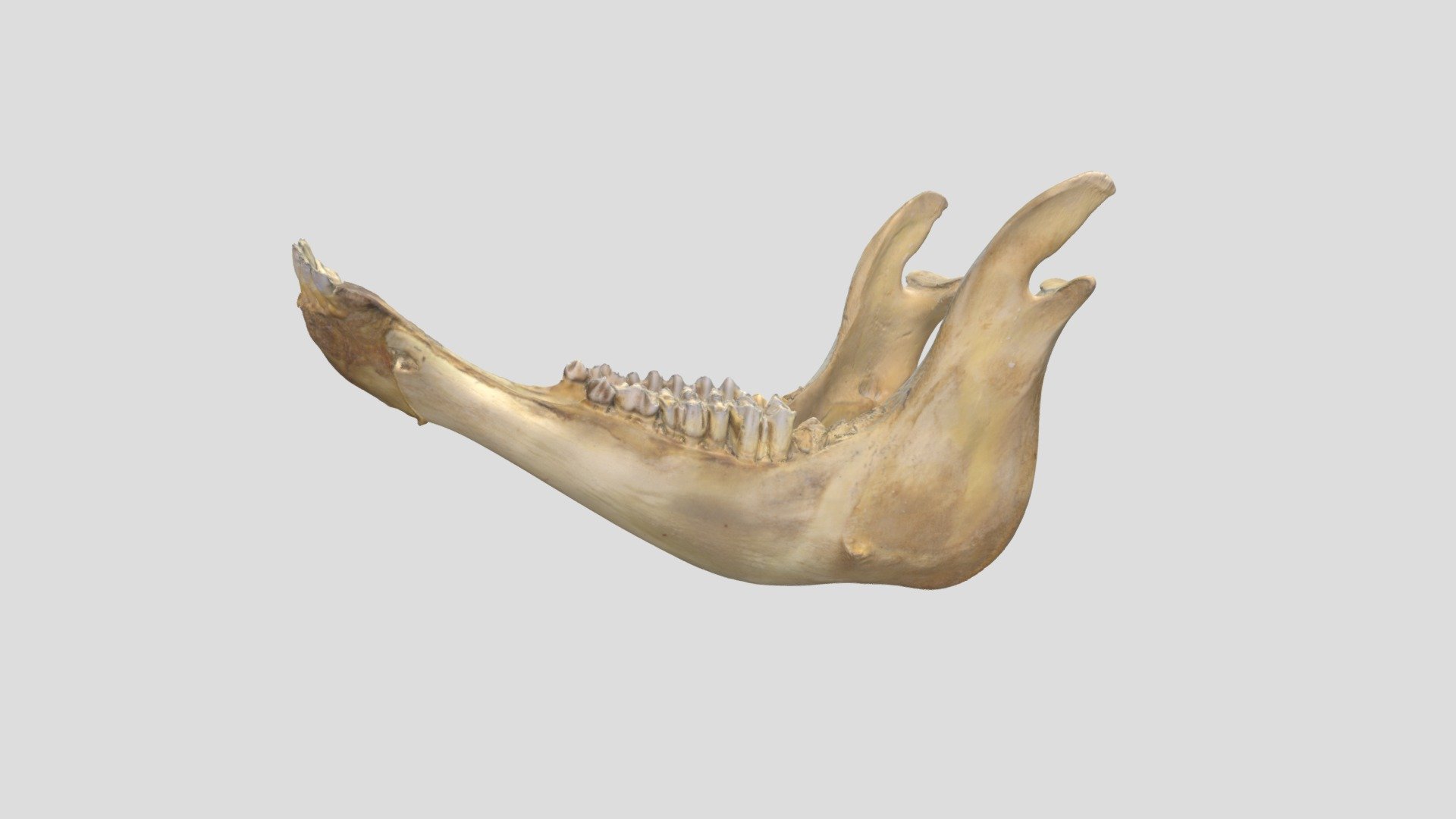 Cattle Mandible - 3D model by Veterinary Medicine, Kasetsart University ...