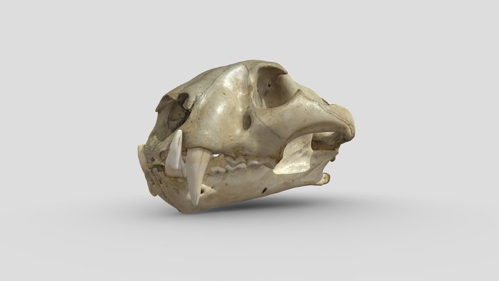 Bone 3D models - Sketchfab