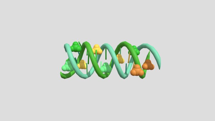 Adn 3D models - Sketchfab