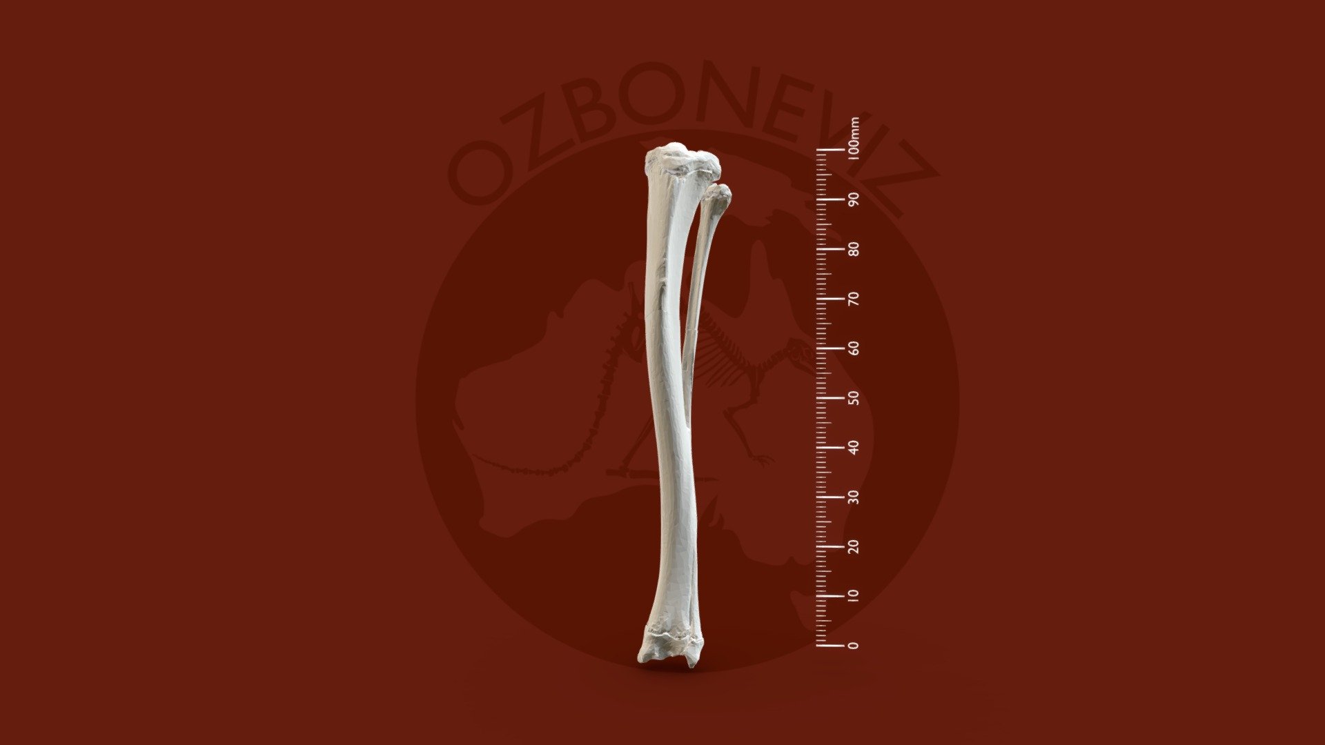 Greater bilby tibia - 3D model by Ozboneviz [499f217] - Sketchfab