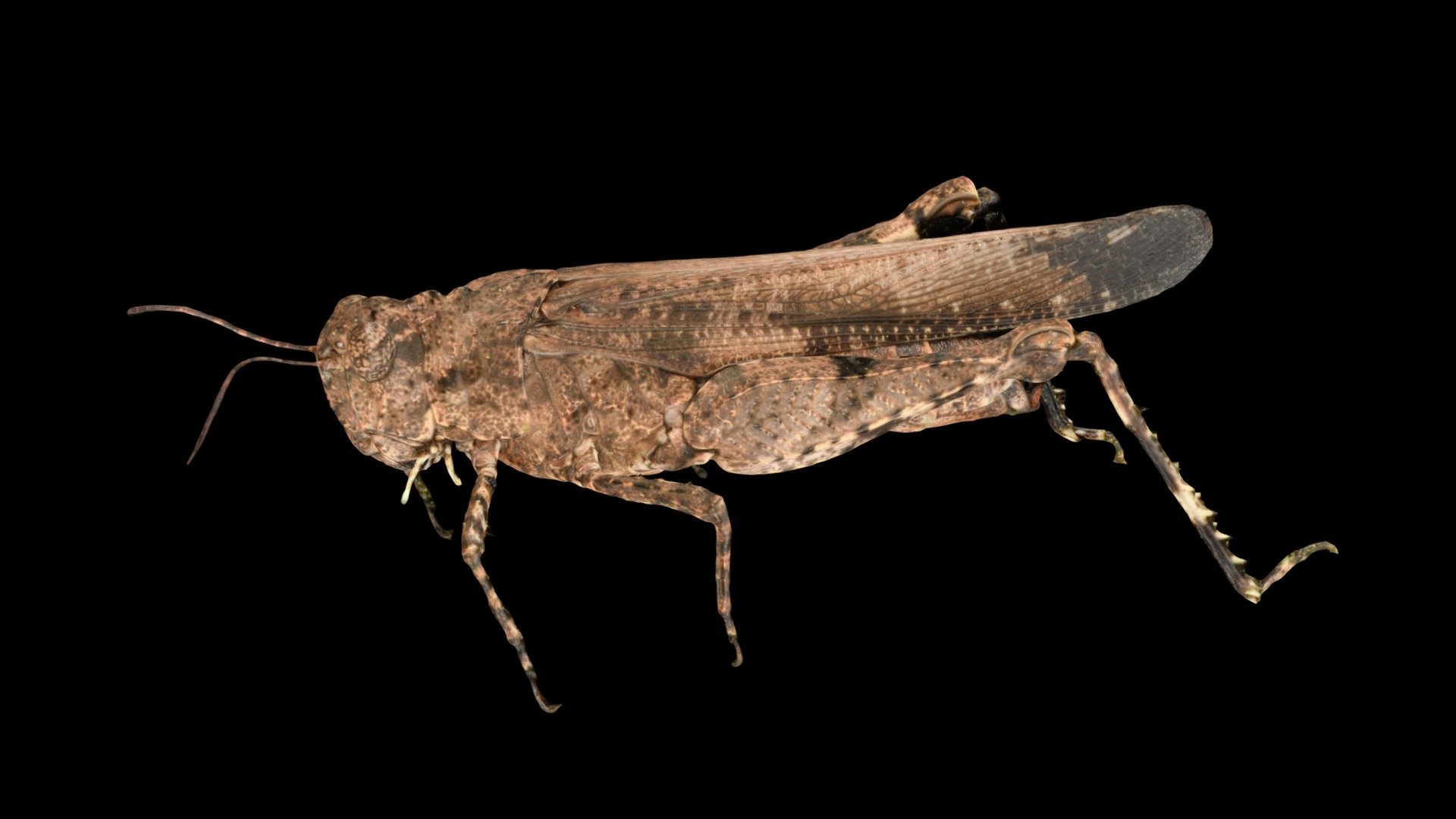 イボバッタ🦗 ♀ Carinate Locust, Trilophidia japonica - Download Free 3D model ...