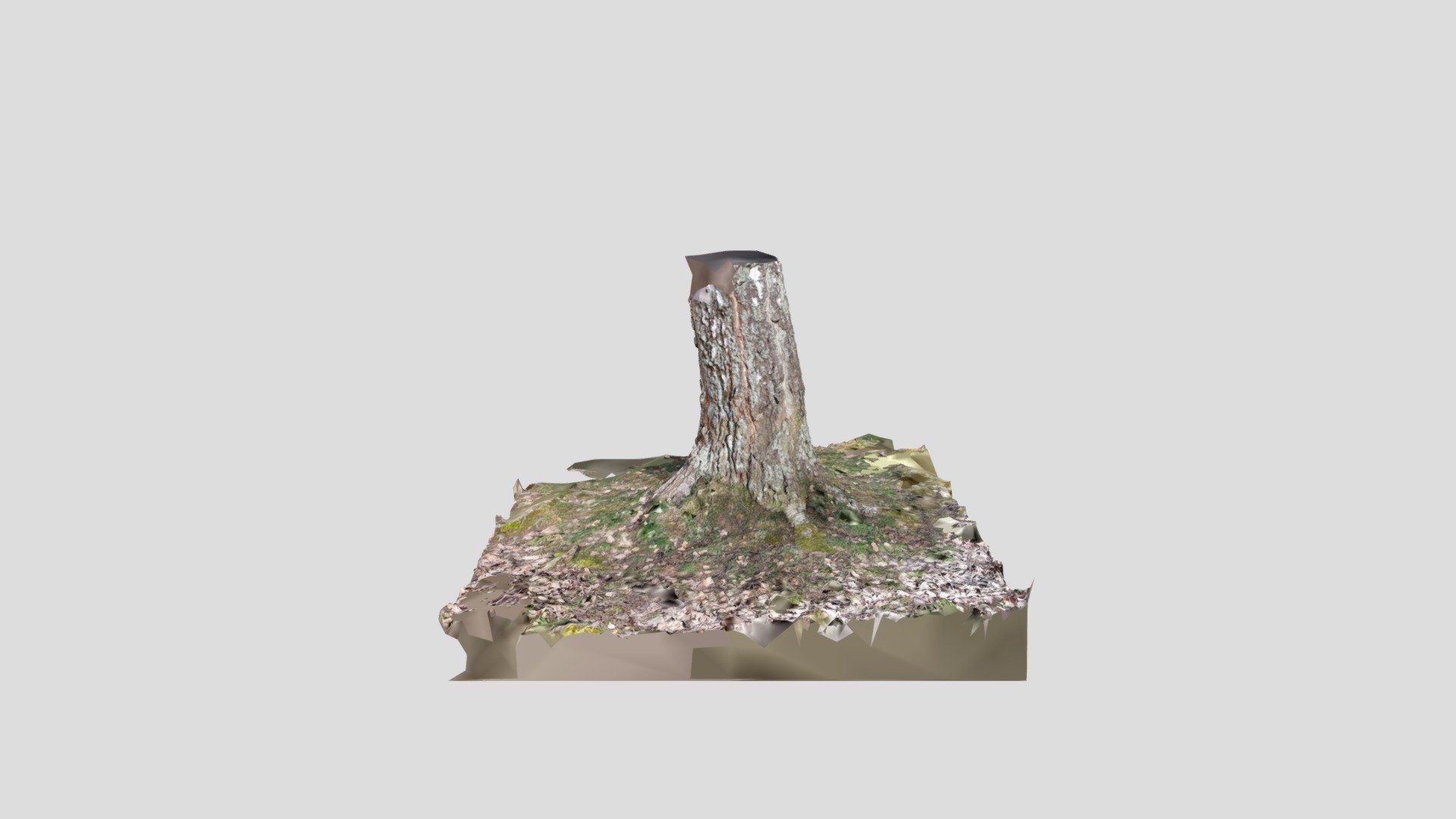 3D Scanned Tree - Download Free 3D model by LuckyMan2337 [49a64d4 ...