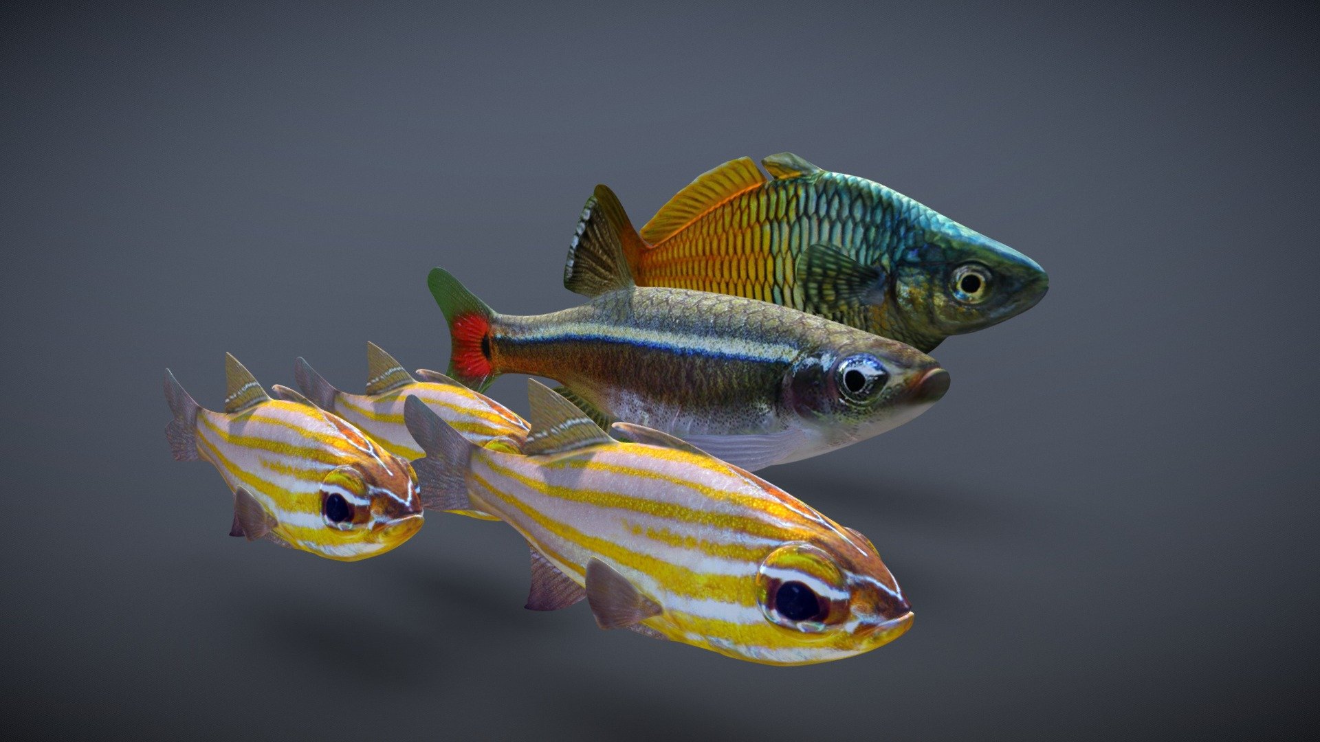 Tropical Fish - Lowpoly Pack - Buy Royalty Free 3D model by Alex Gomes ...