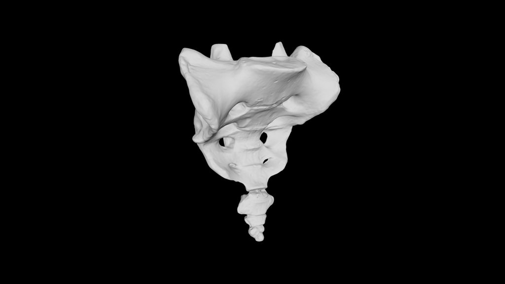 Sacrum Pelvis Lumbar Thorax - A 3D model collection by alexxelatsai ...