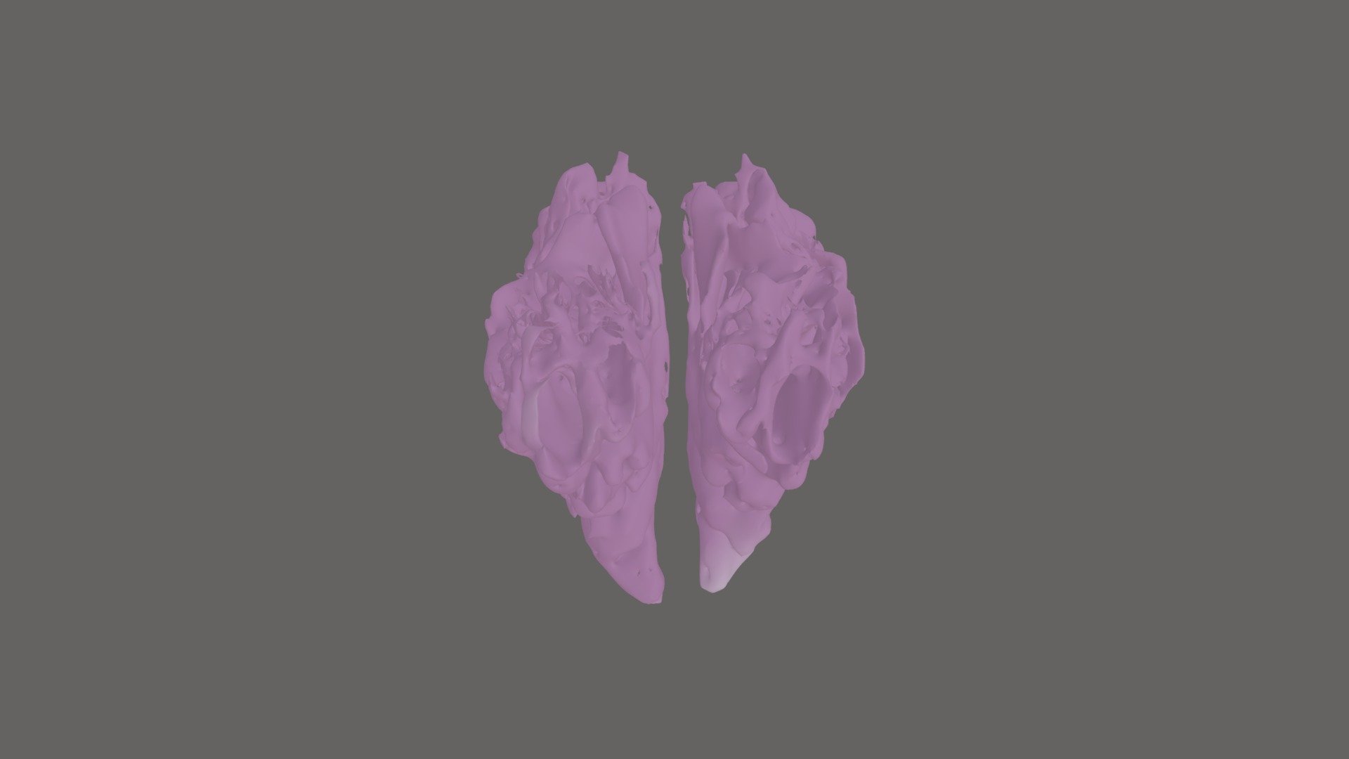 Bulldog - Nasal Turbinates - Grade 0 - 3D model by VetVis3D [49b57ba ...