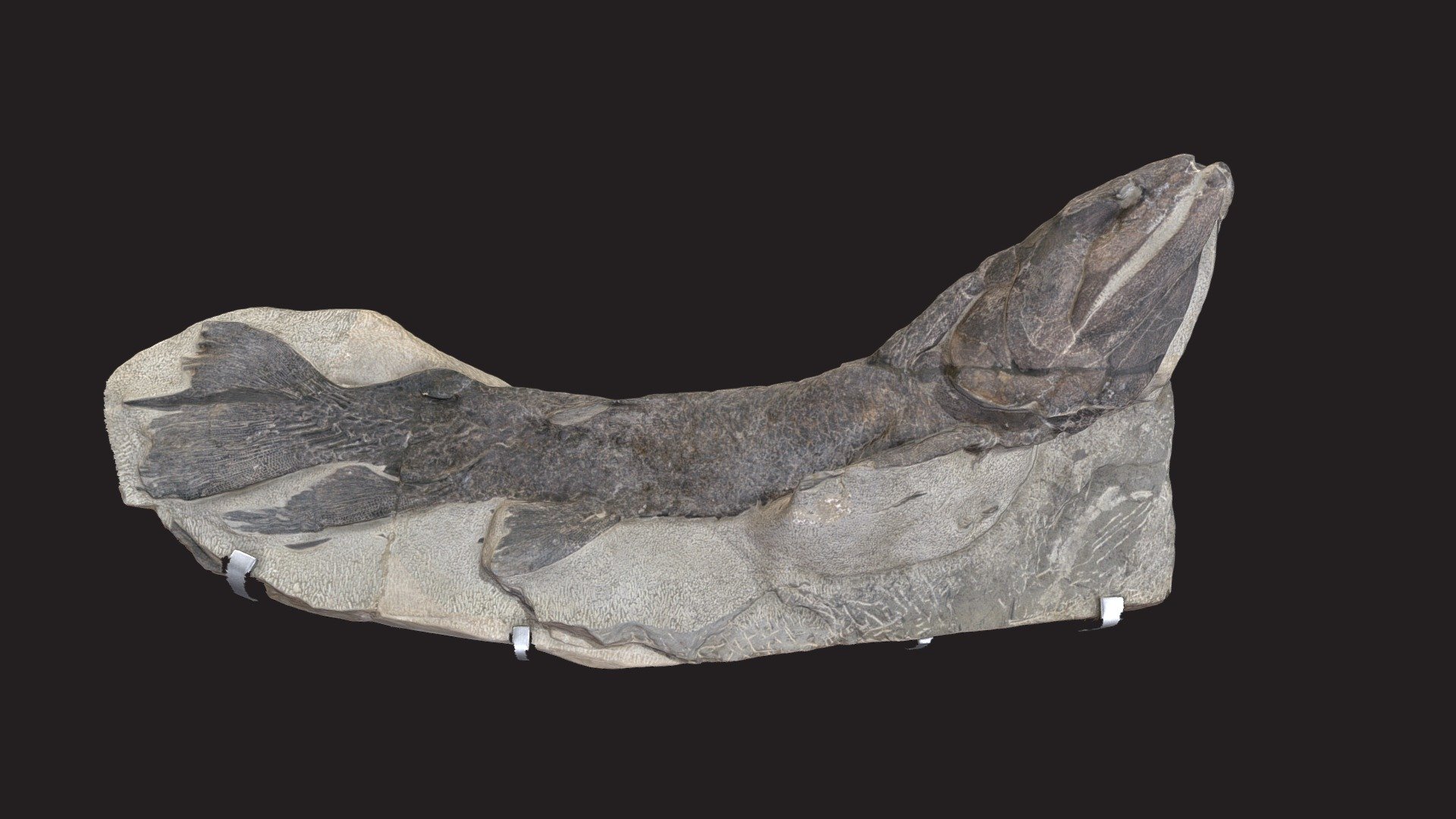 CMNH 8158, Eusthenopteron foordi - 3D model by Cleveland Museum of ...