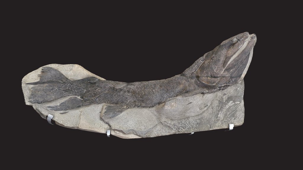 Paleo-reconstruction - A 3D model collection by MattWileyto - Sketchfab