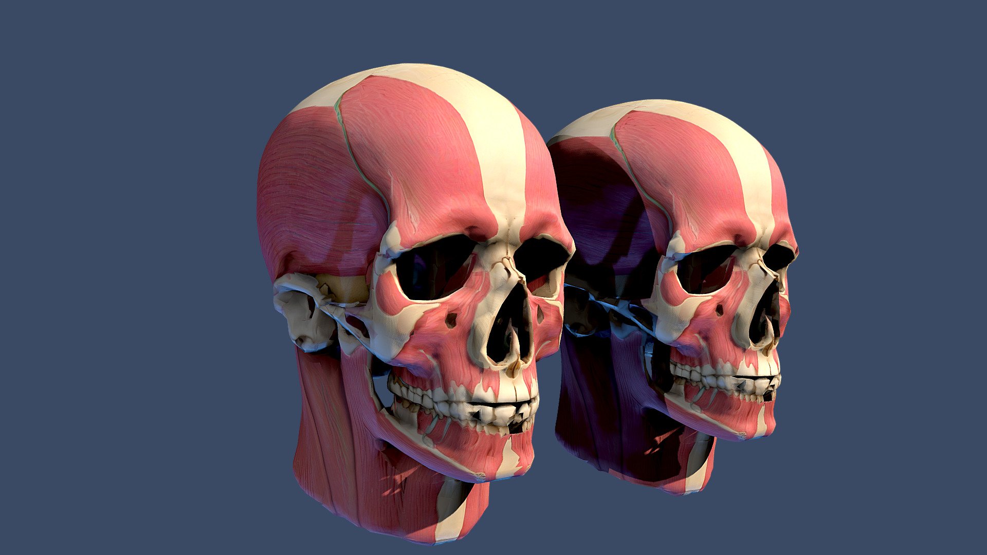 human head anatomy muscle bones tendons - 3D model by flarar-01 ...