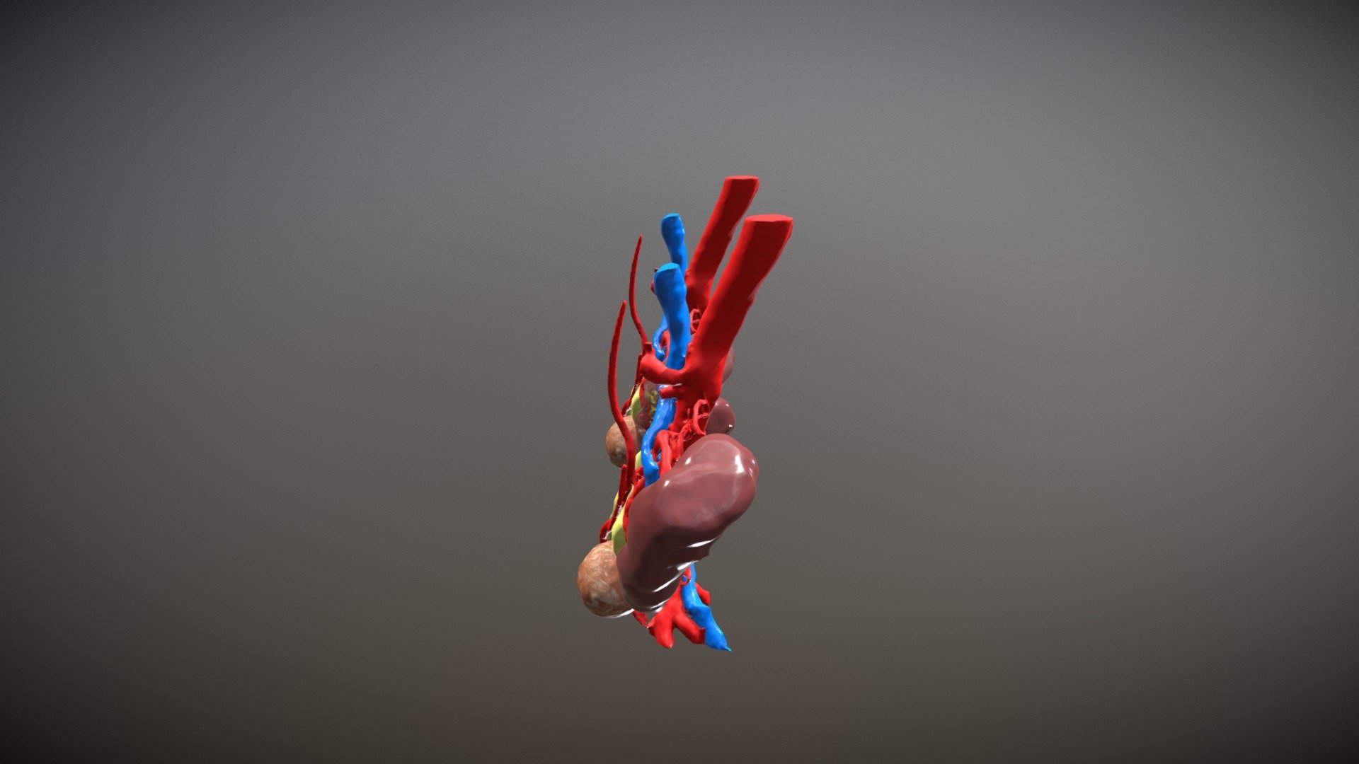 Dascenzo Deirdre - 3D model by HOLOCARE [49bc2da] - Sketchfab