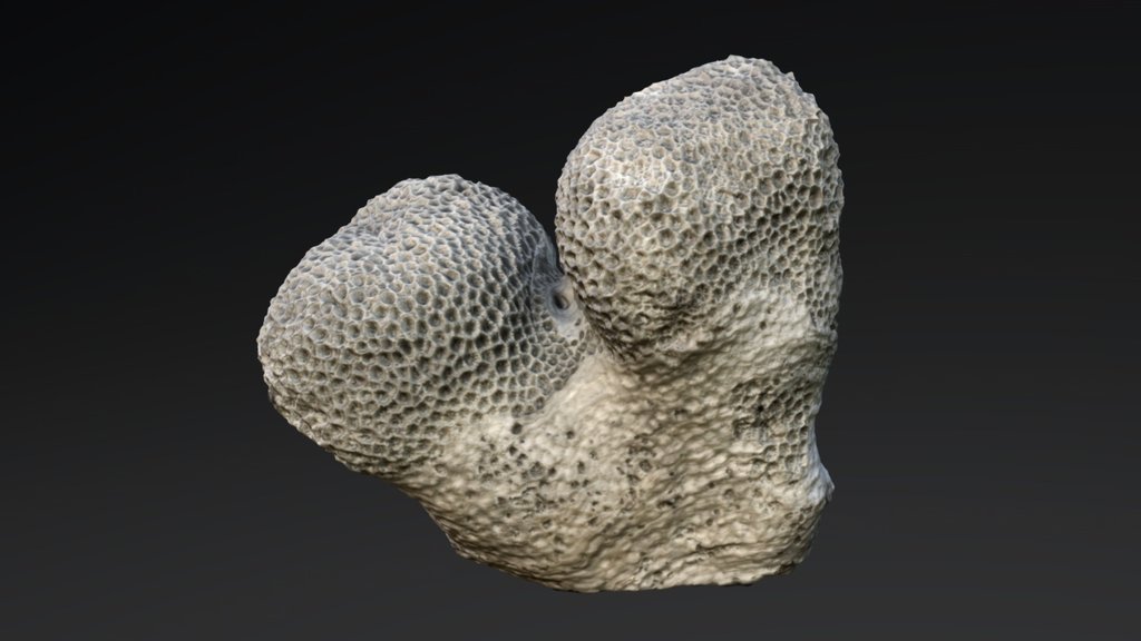 Goniopora sp. skeleton - Download Free 3D model by TheRLab (@therlab ...