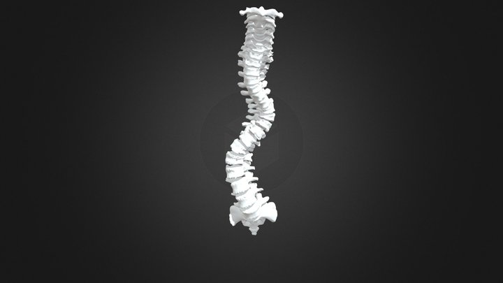 Spine 3D models - Sketchfab