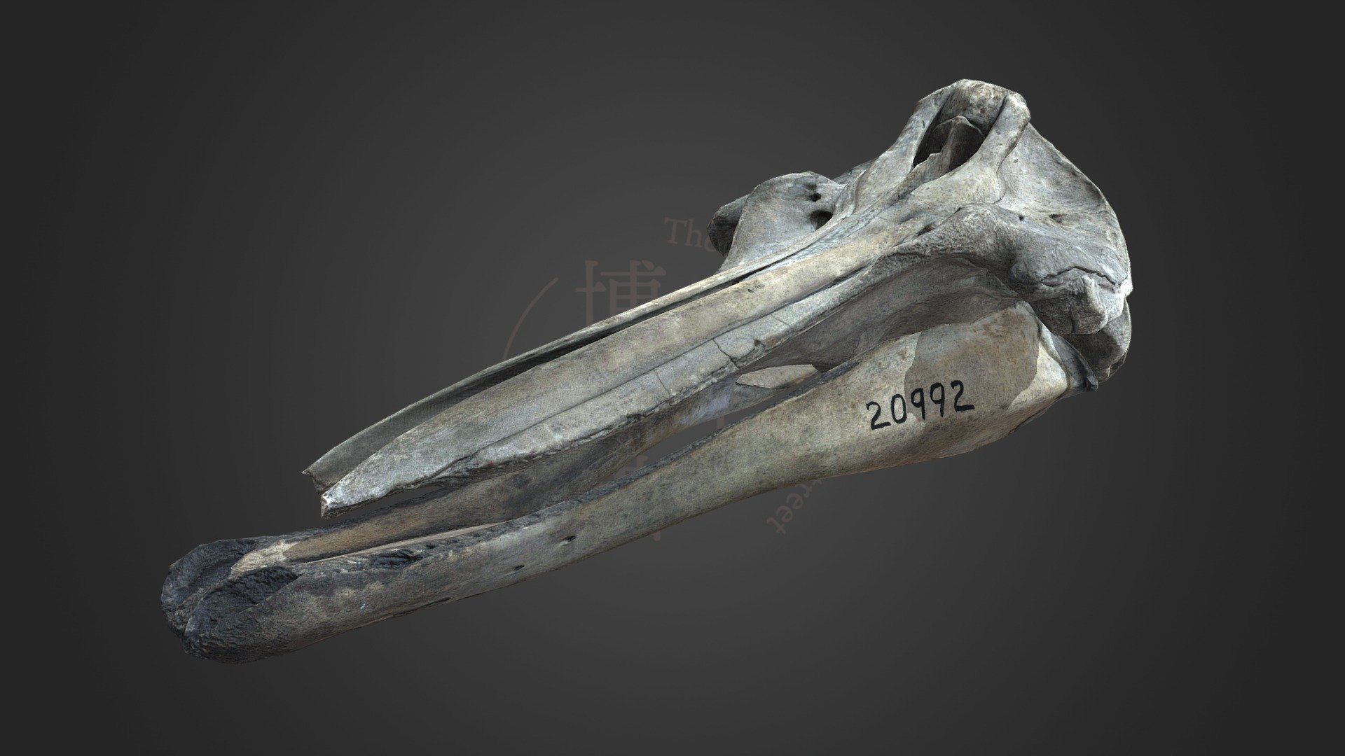 ツチクジラ Berardius Bairdii_TYPE SPECIMEN(USNM20992) - 3D model by Kent ...