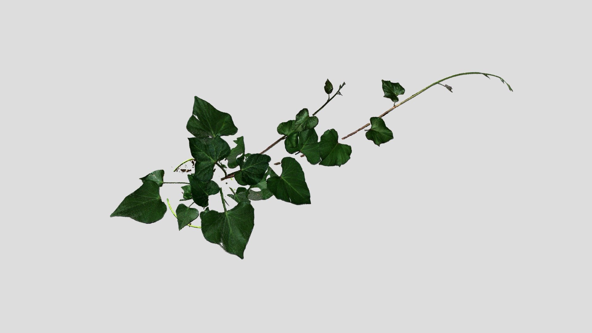 Sweet Potato | PlantEye F600 - 3D model by Phenospex (@phenospex_nl ...