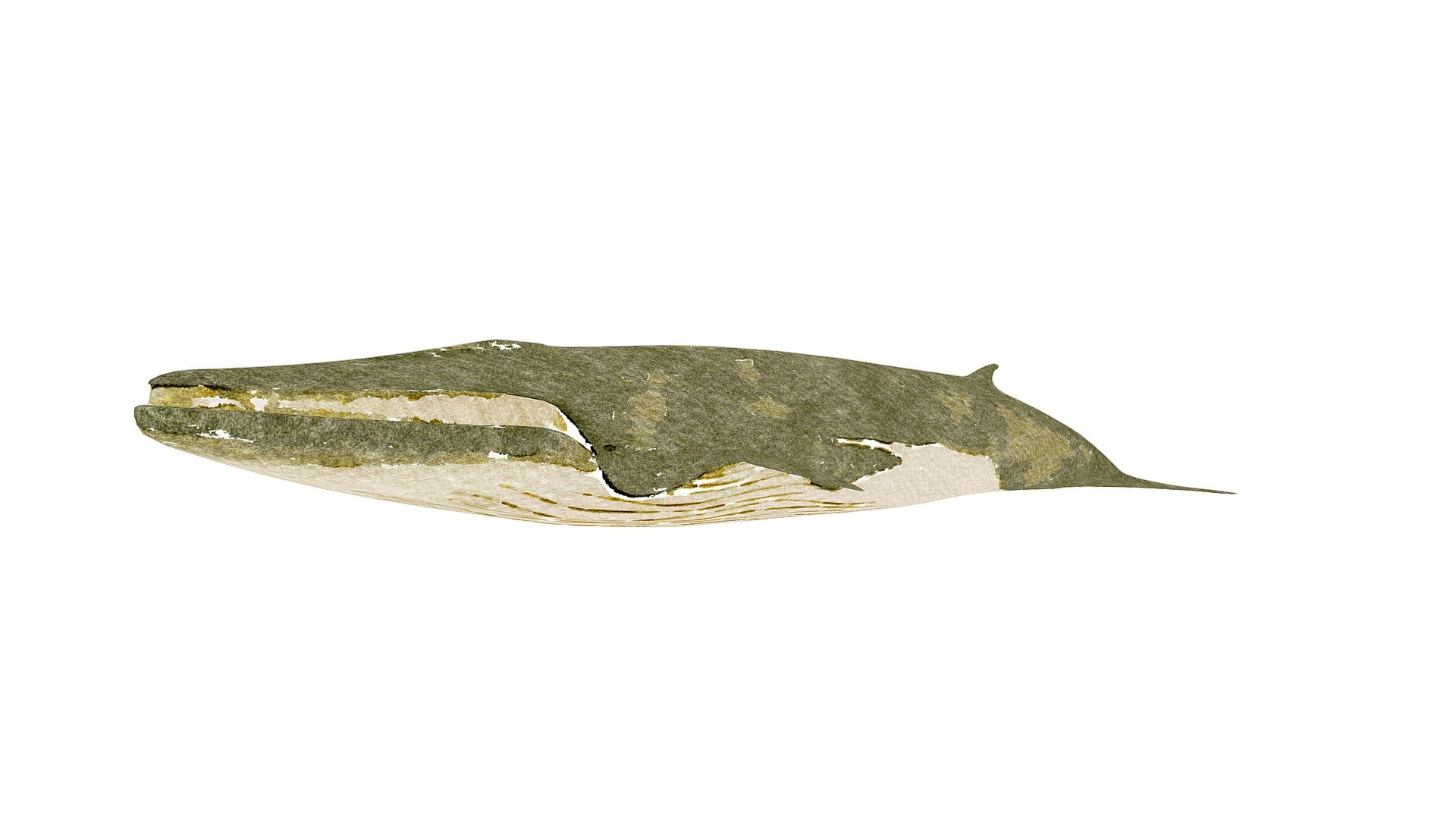 Fin-whale Illustration - 3D model by josluat91 [49dabcc] - Sketchfab