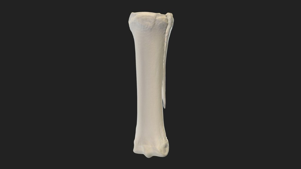 Vet anatomy - A 3D model collection by Vet.Bugra - Sketchfab