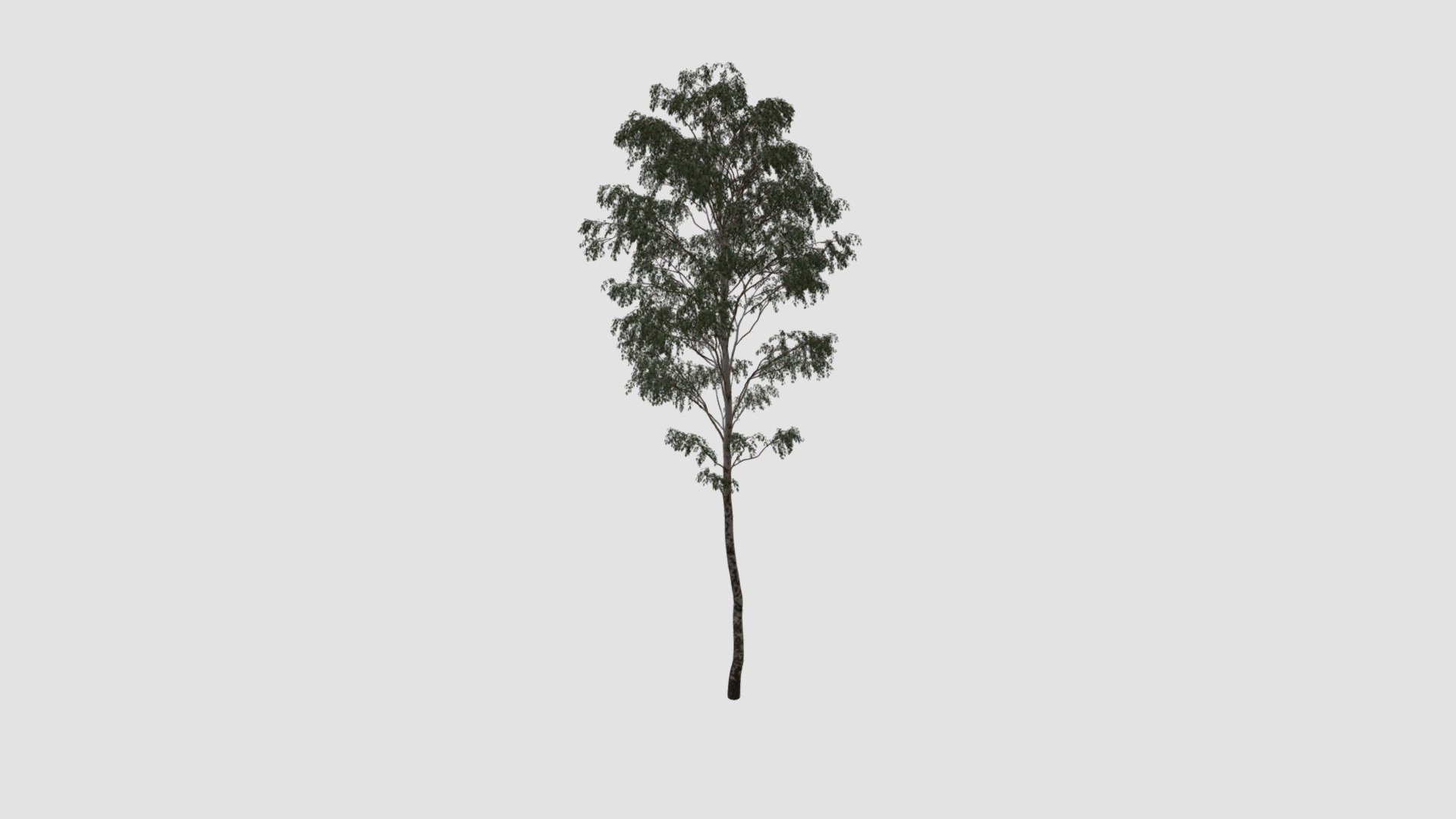 Tree - Buy Royalty Free 3D model by Evermotion [49dc6fb] - Sketchfab Store