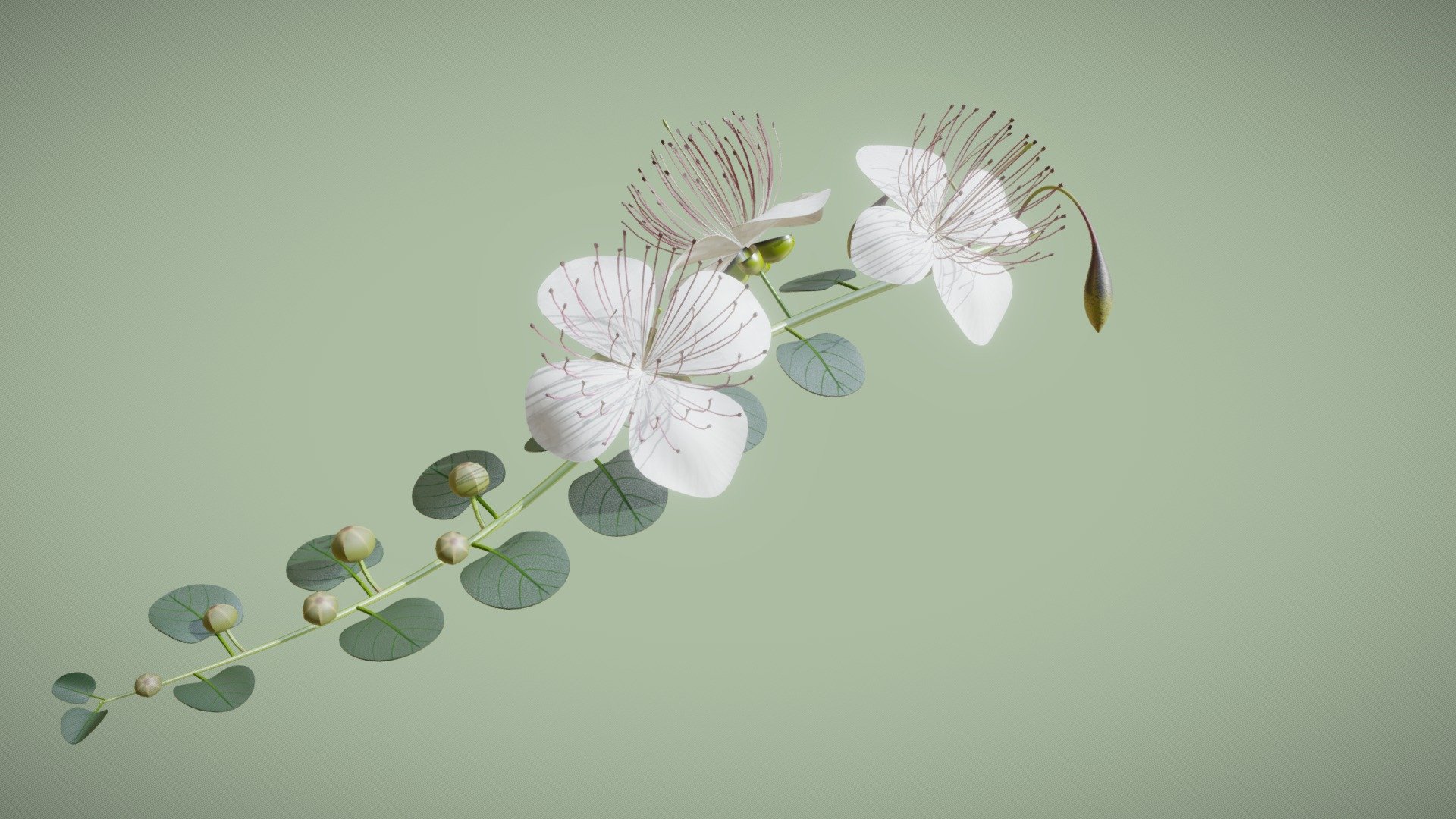 Caper flower - Buy Royalty Free 3D model by Blenduffo [49e0cfd ...