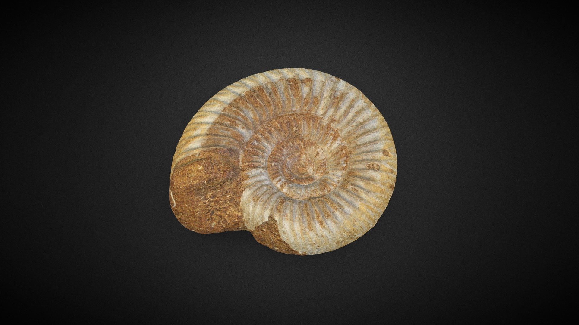 Ammonite - 3D model by Yu (@FFT_kedar) [49e259d] - Sketchfab
