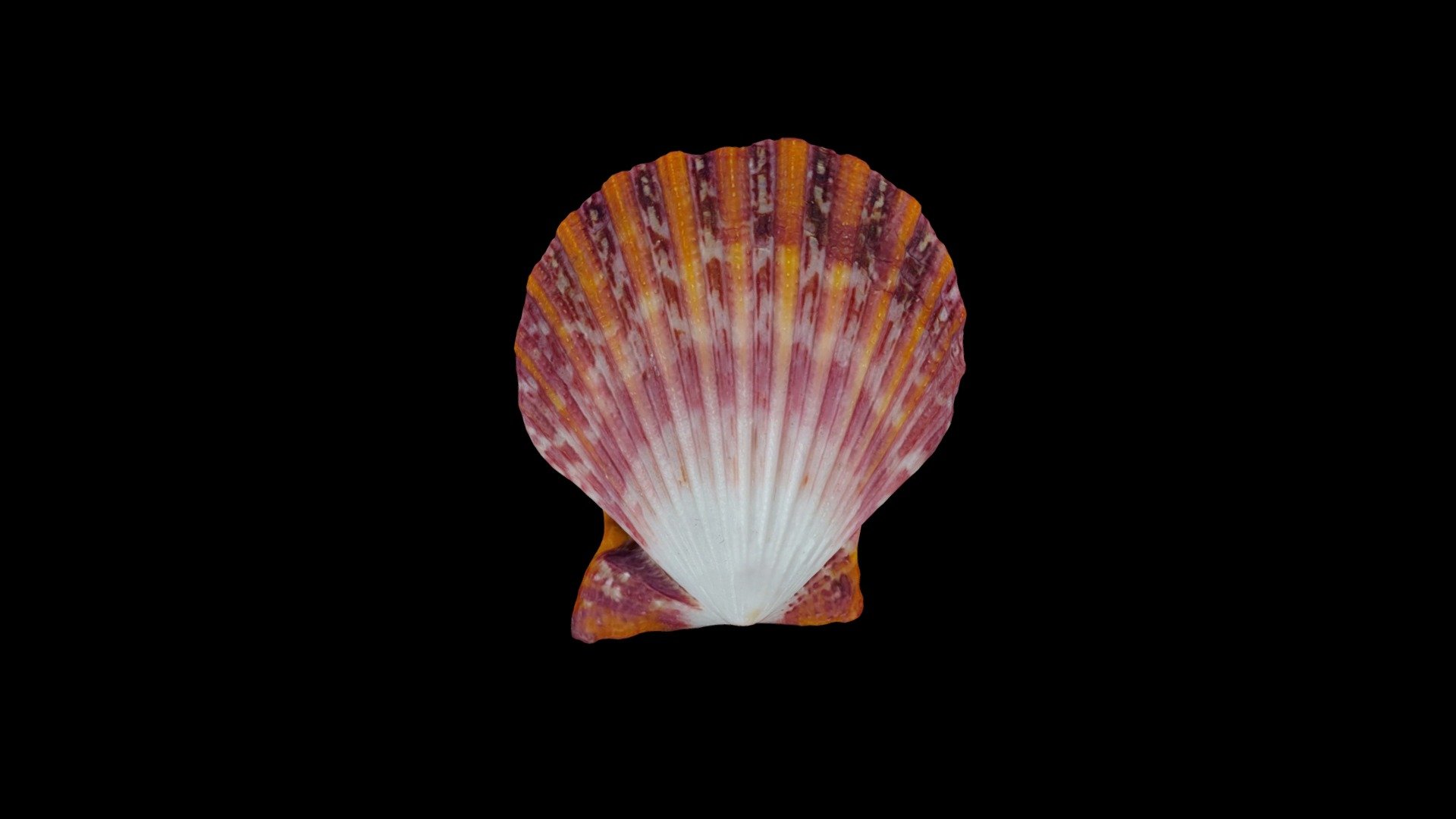 Concha 46 - 3D model by latedcapuerj [49ea75c] - Sketchfab