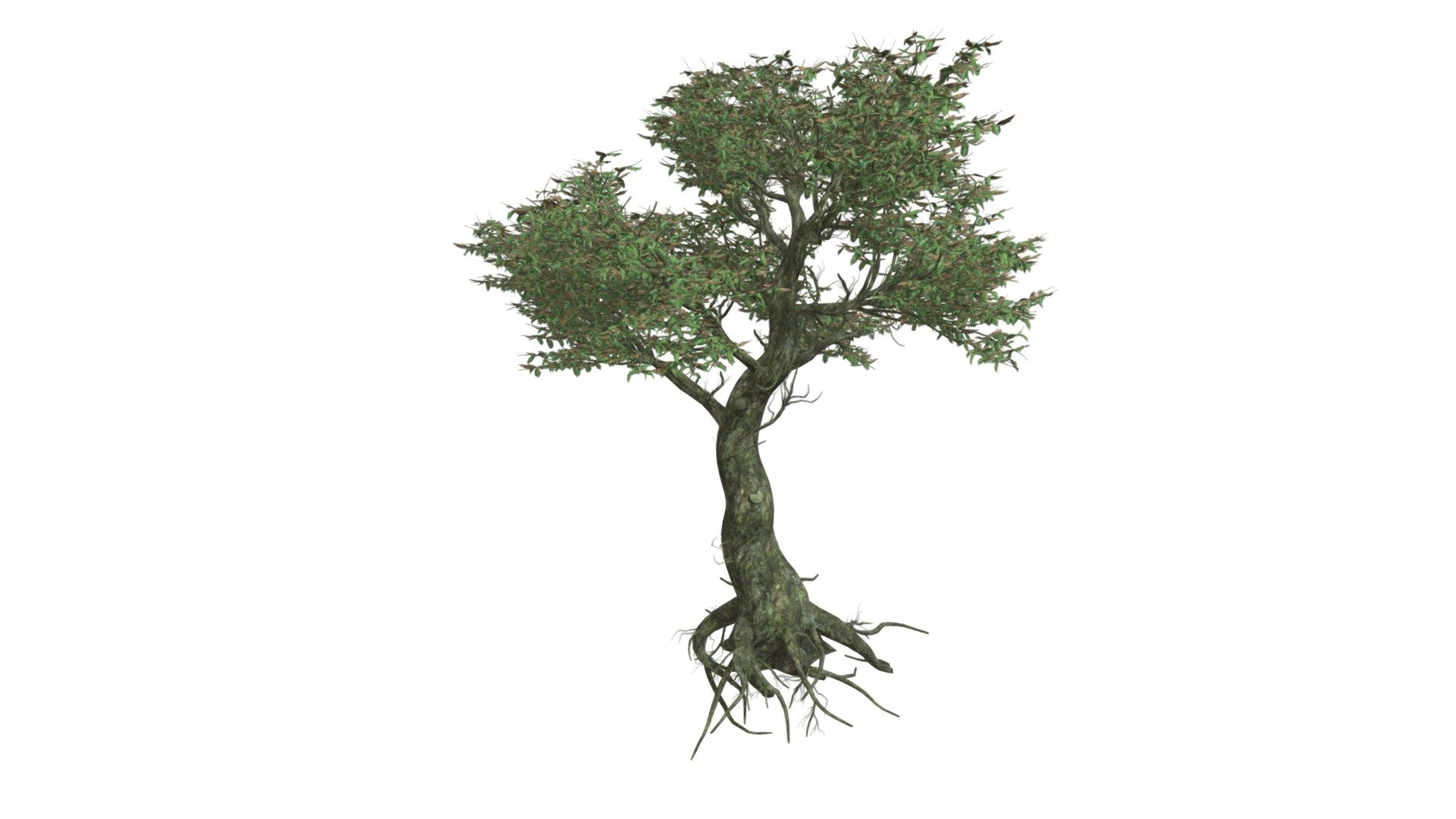 Kingsville Boxwood Tree #05 - Buy Royalty Free 3D model by meshshape ...