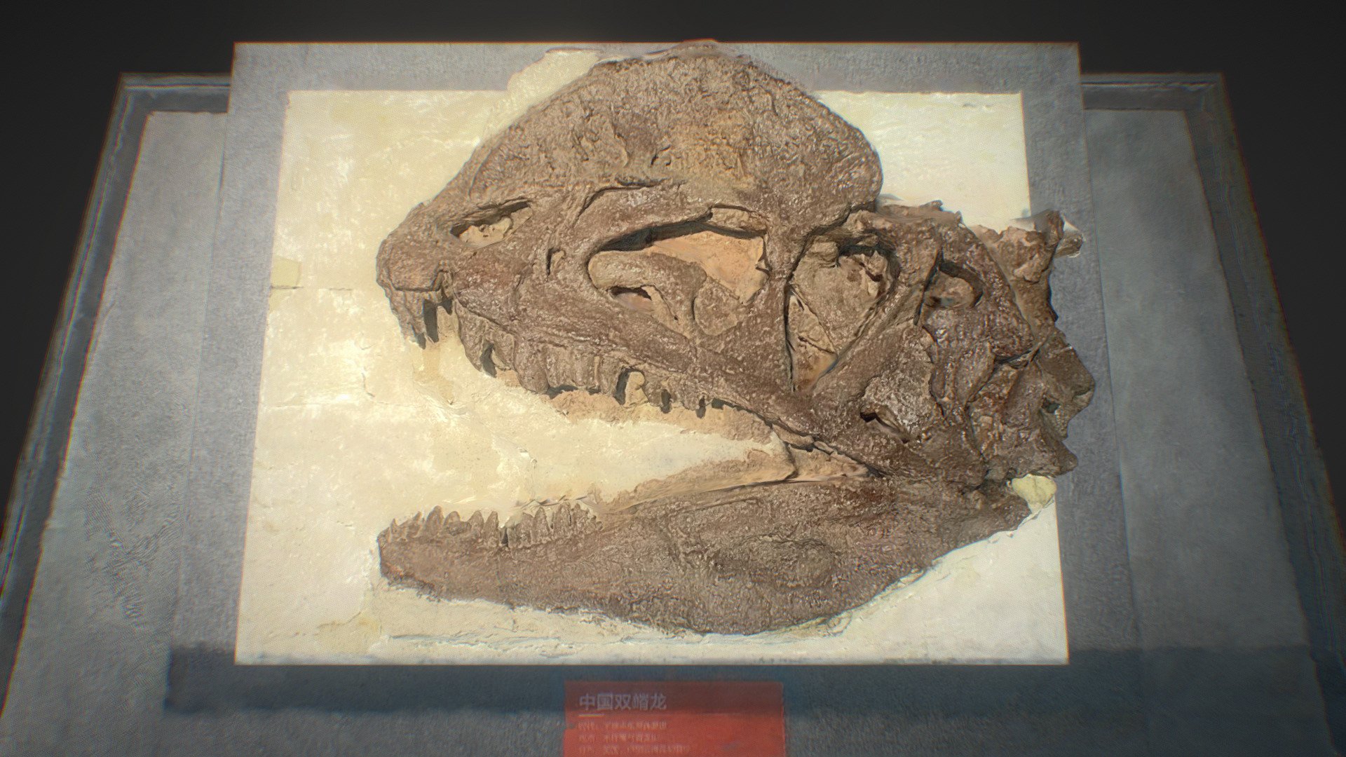 Sinosaurus sinensis Skull - 3D model by Olof Moleman (@lordtrilobite ...