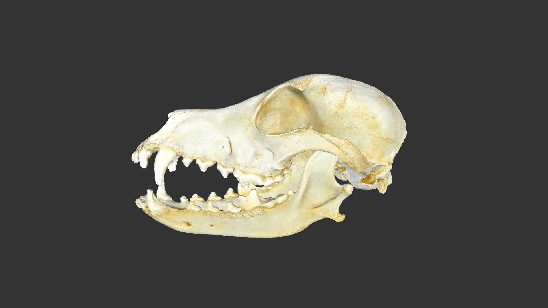 Domestic Dog, Cranium and Mandible - 3D model by RLA Archaeology (@rla ...