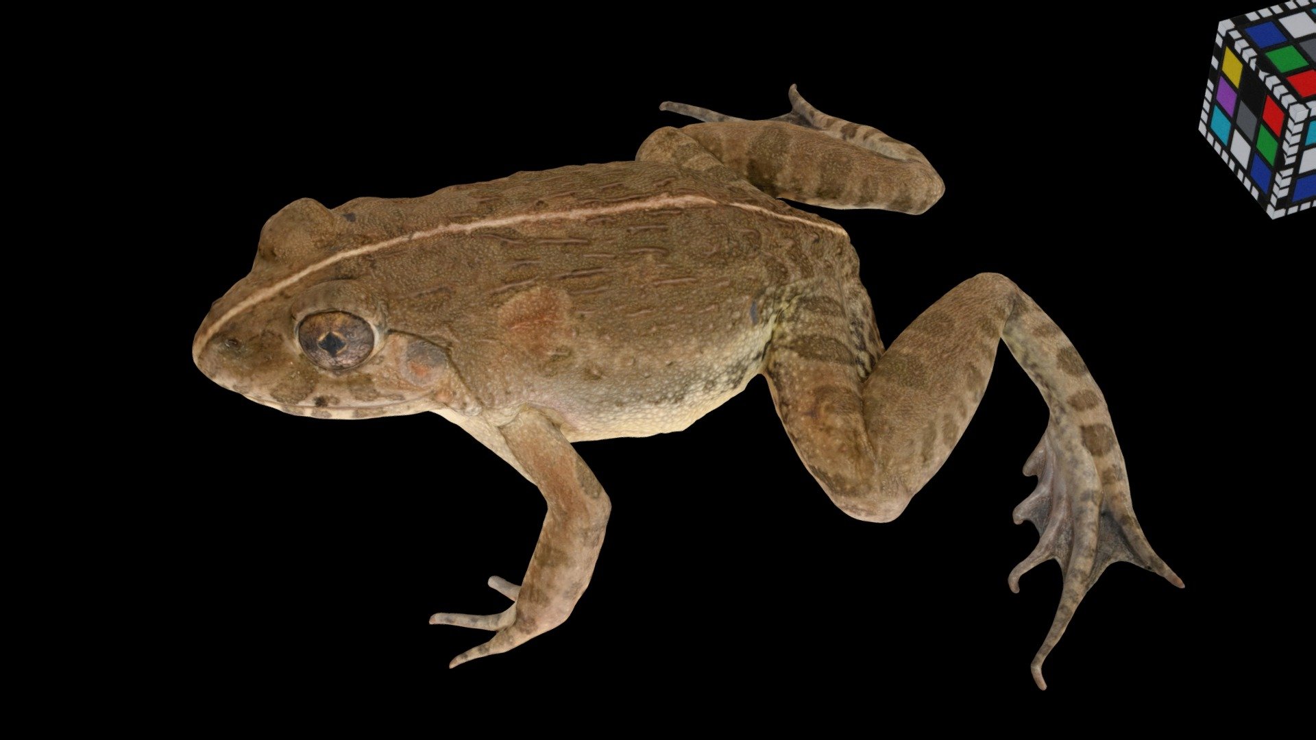 ヌマガエル 🐸 ♀ Japanese Marsh Frog, F. kawamurai - 3D model by ffish.asia / floraZia.com (@ffishAsia ...