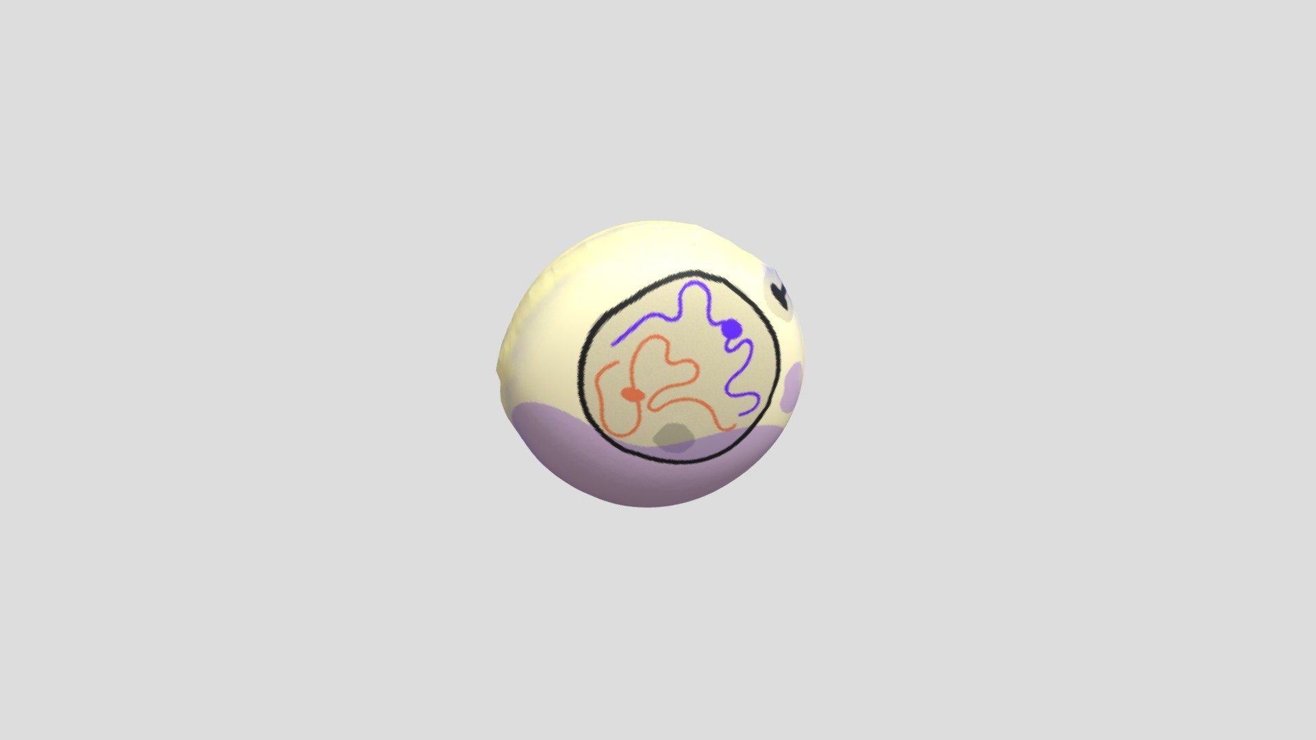fase interfase mitosis - 3D model by fennyhasrini42 [4a02957] - Sketchfab