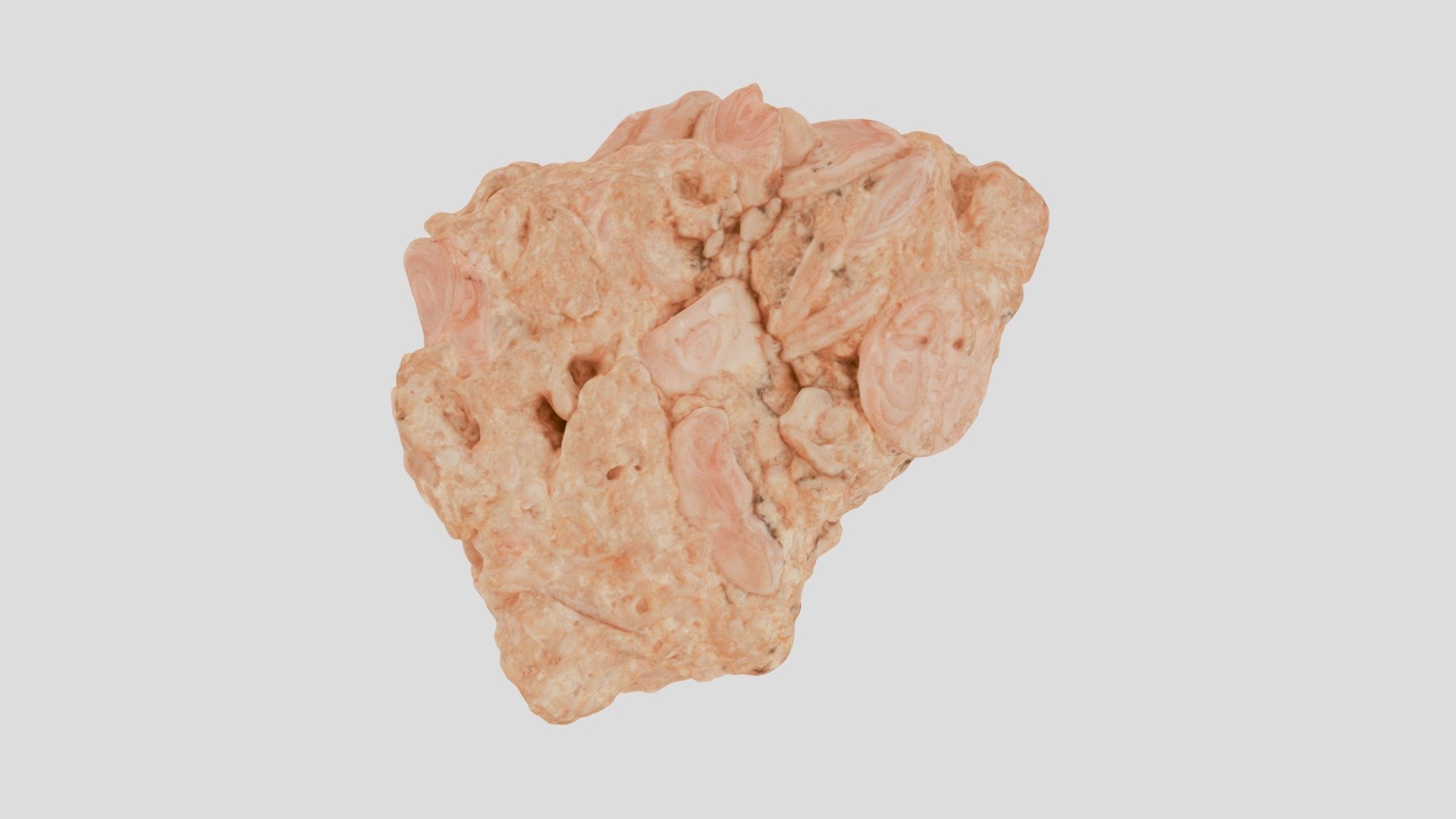 Nummulitid floatstone - Download Free 3D model by John Merck (@jmerck ...