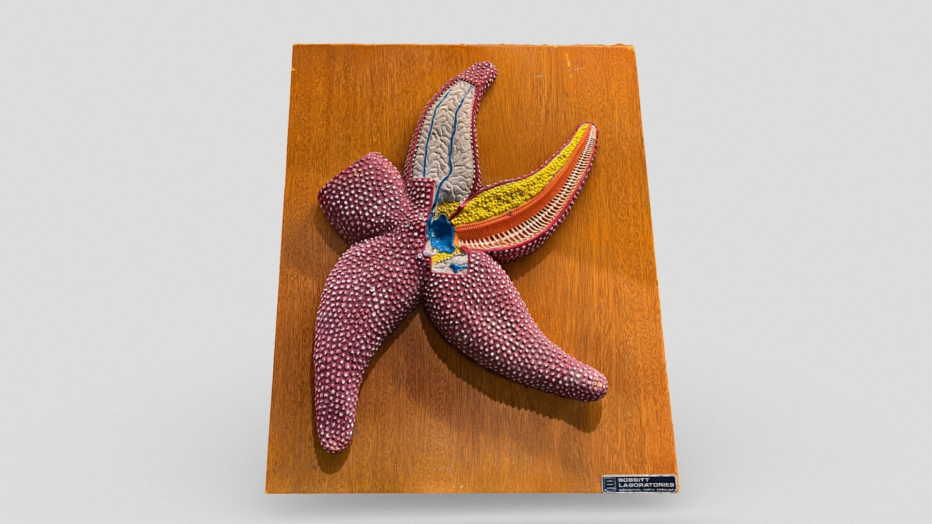 Starfish model (2) - Download Free 3D model by Emm (@edemaistre ...