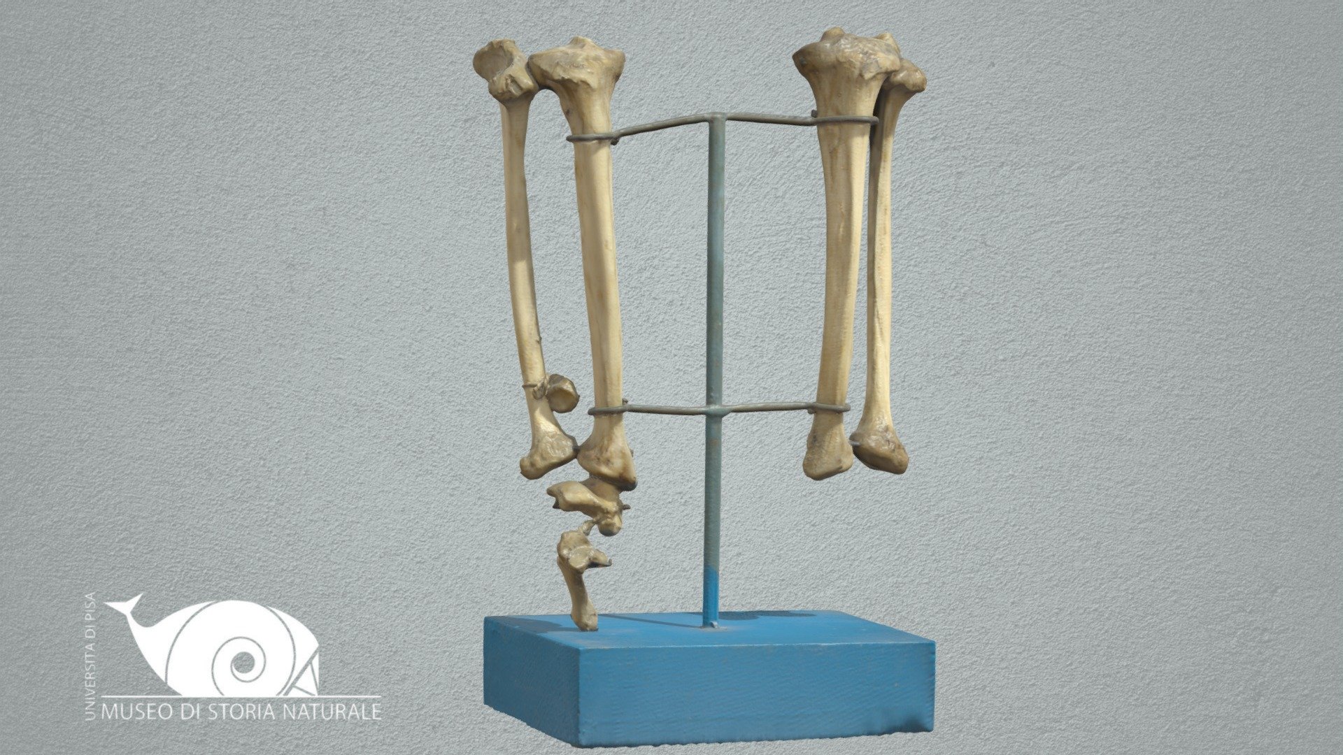 Sulawesi bear cuscus - 3D model by Natural History Museum, University ...