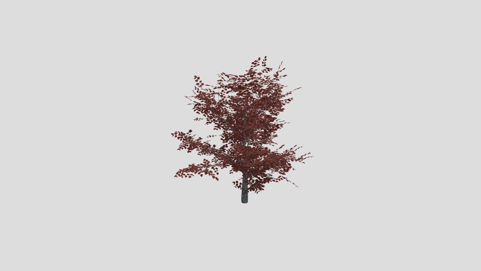 Copper beech - Download Free 3D model by 1-3D.com [4a0db05] - Sketchfab