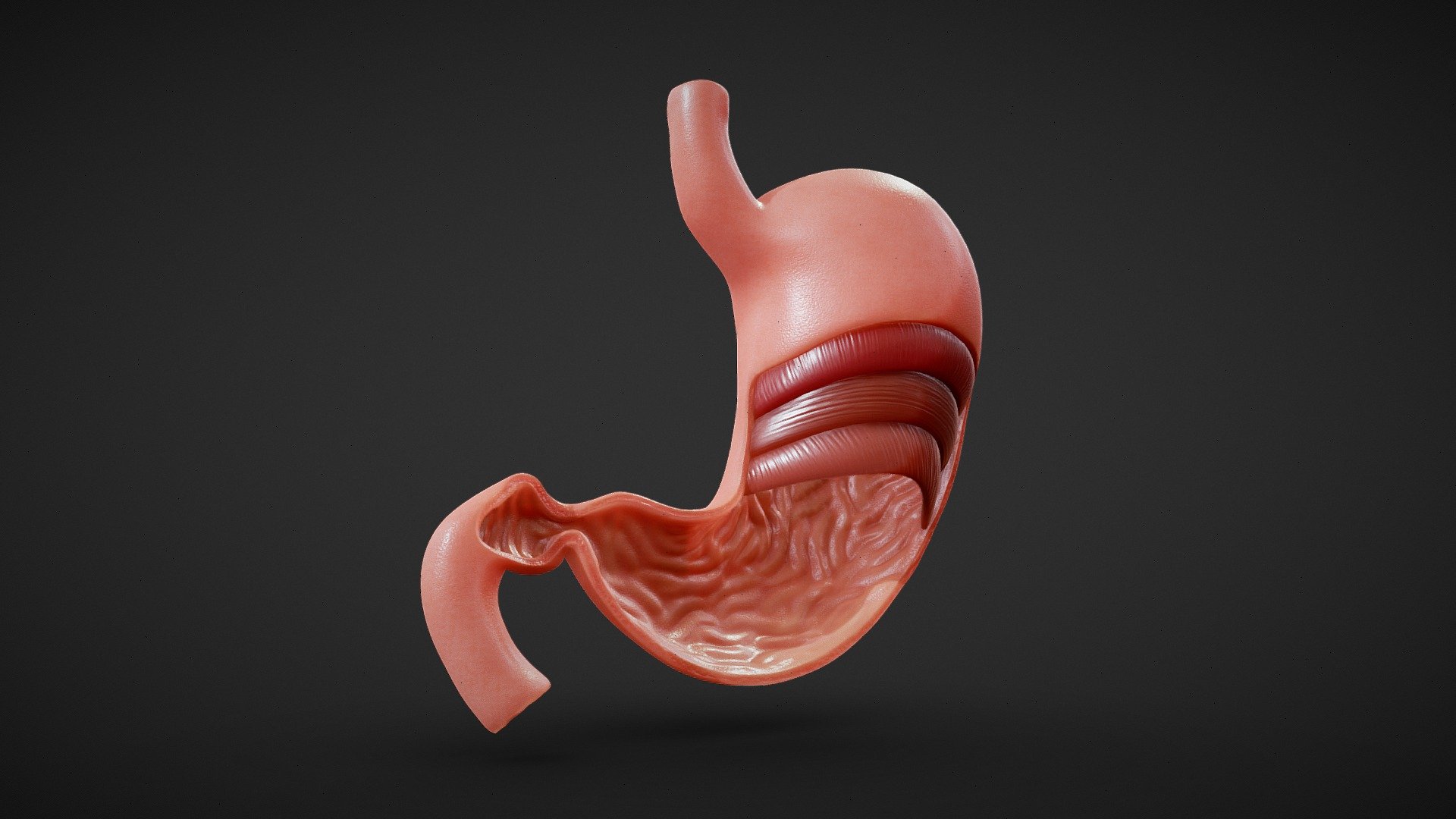 Stomach Cross Section Anatomy - Buy Royalty Free 3D model by Nima (@h3ydari96) [4a12677 ...