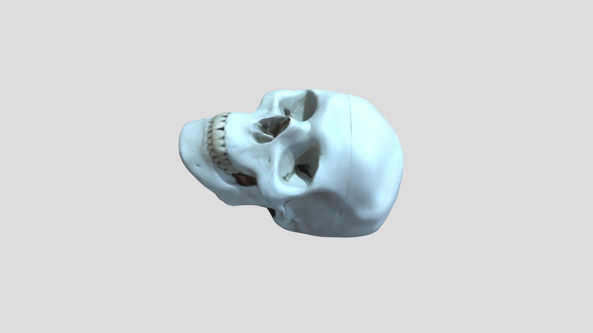 Tulang tengkorak - 3D model by Susisyamputri [4a18091] - Sketchfab