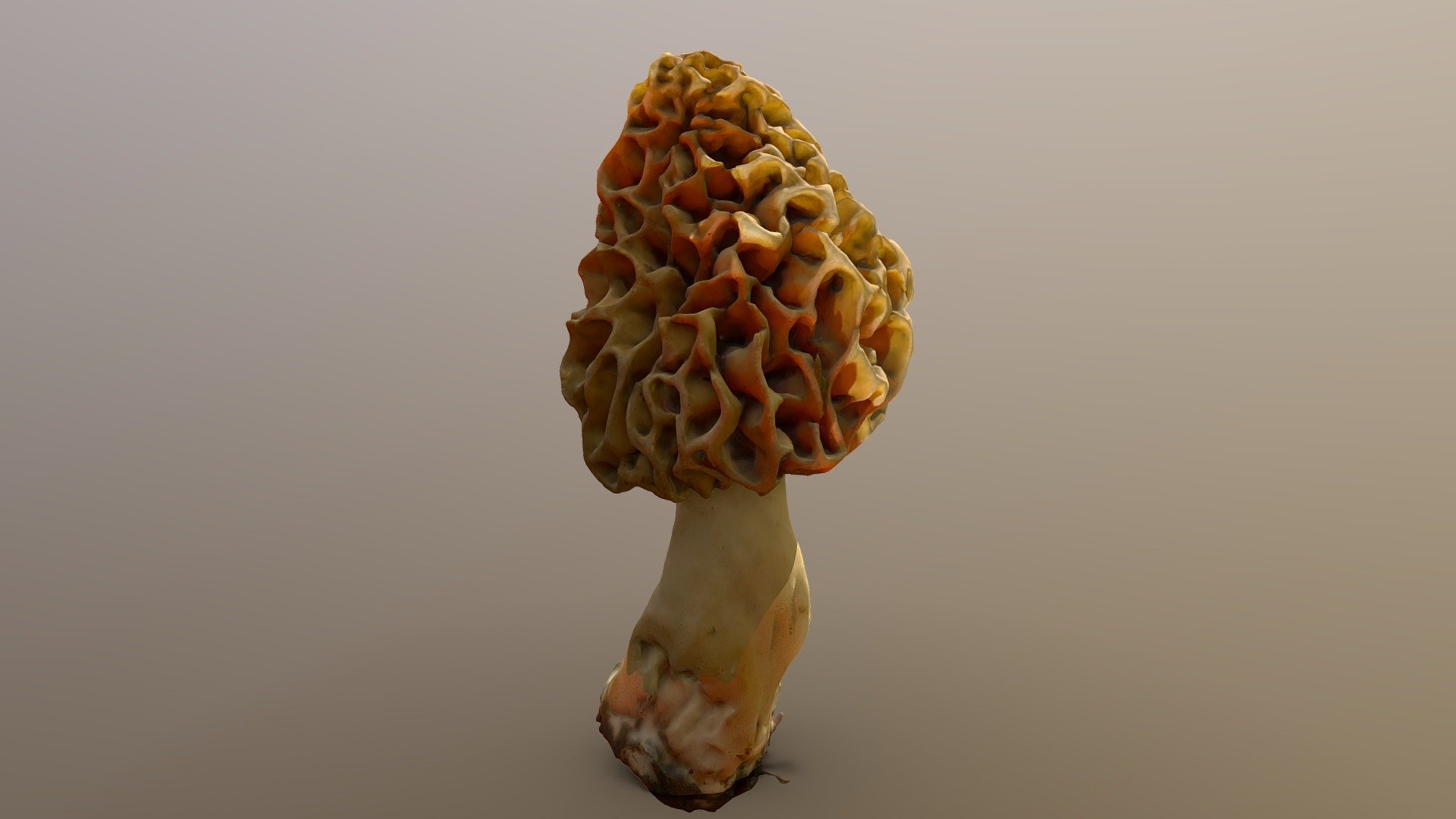 Morel - Buy Royalty Free 3D model by Zacxophone [4a182b3] - Sketchfab Store