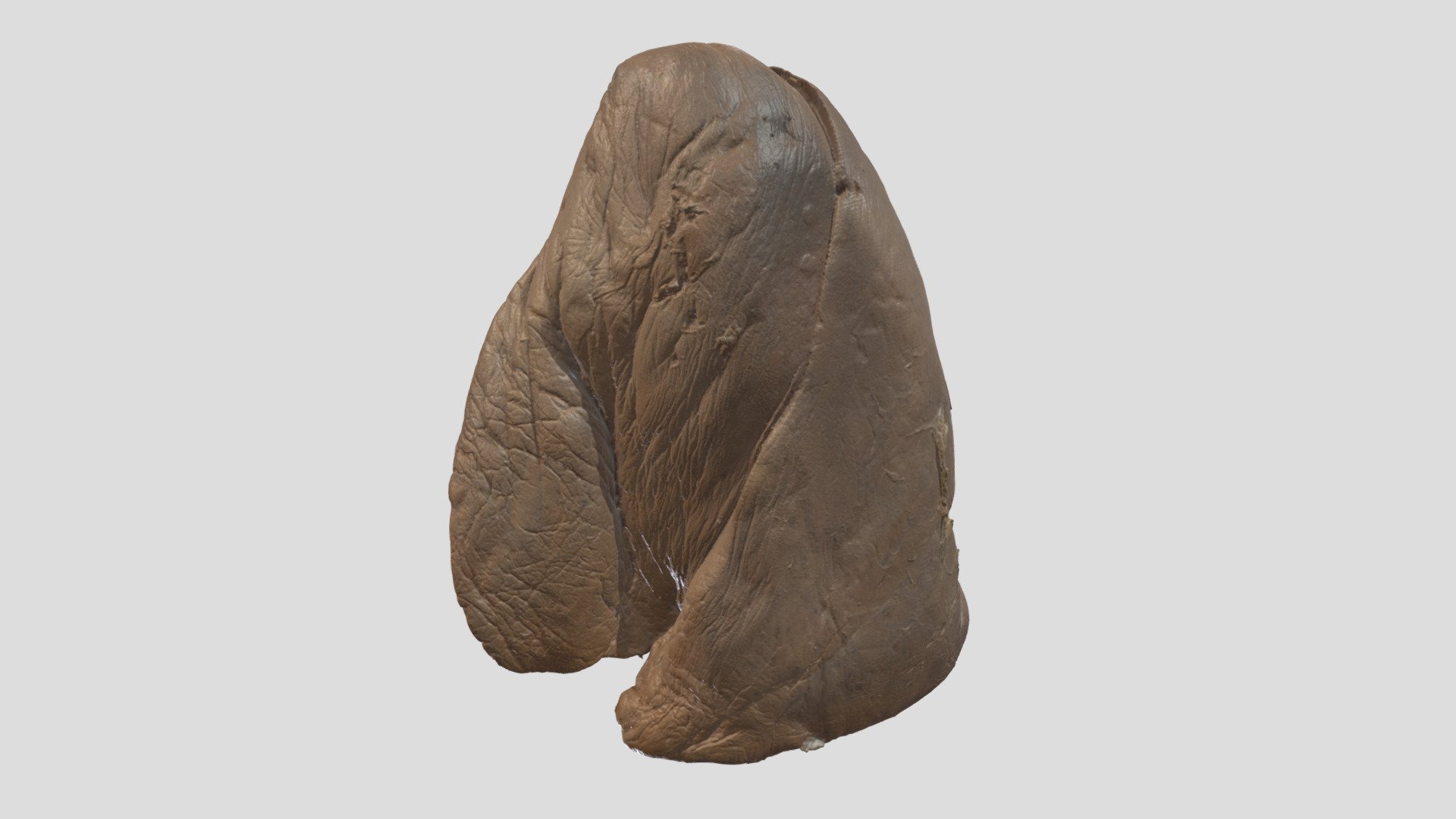 Left Lung - Download Free 3D model by CU Modern Human Anatomy Program ...